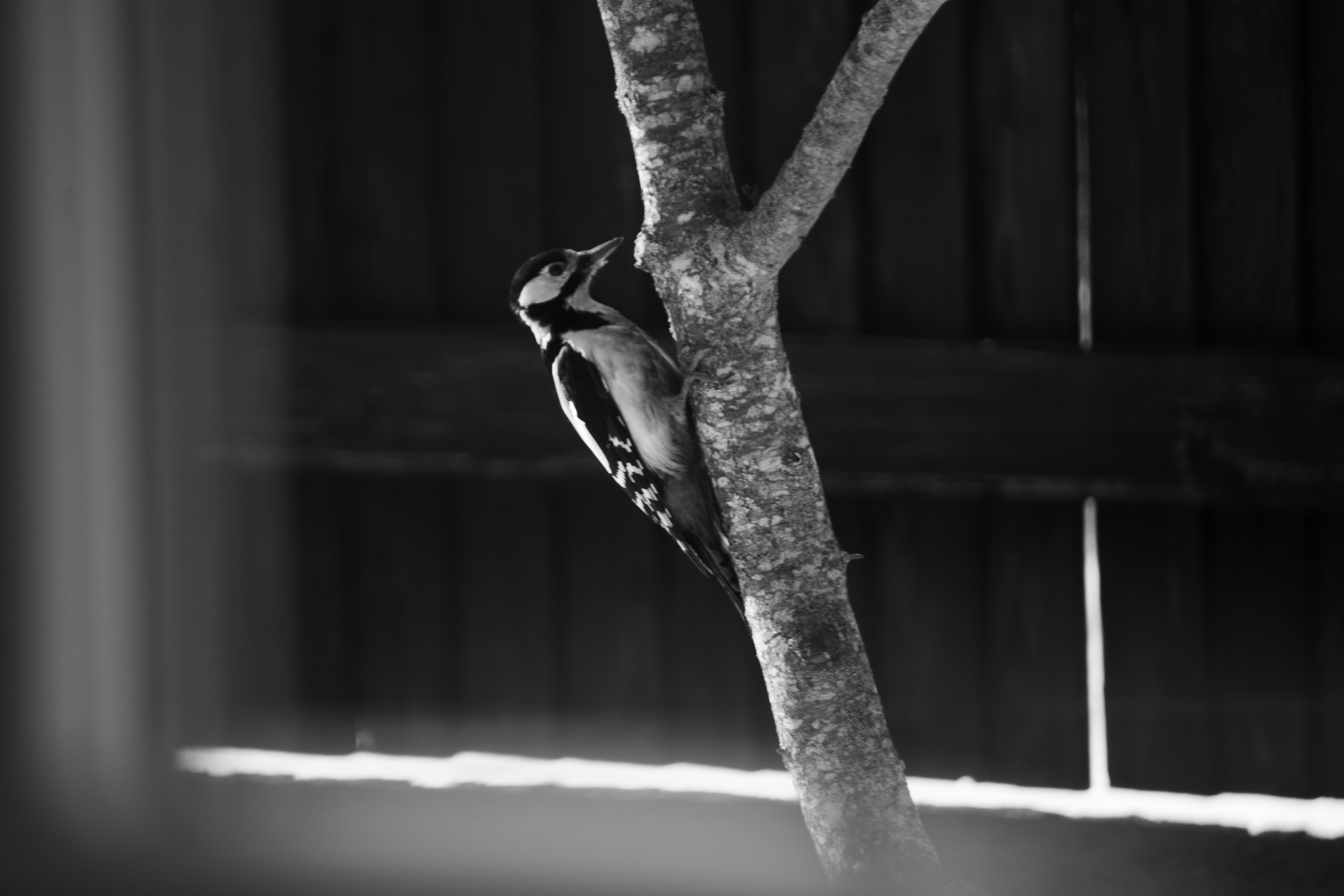 Mono Perch: Woodpecker Paused on a Narrow Trunk