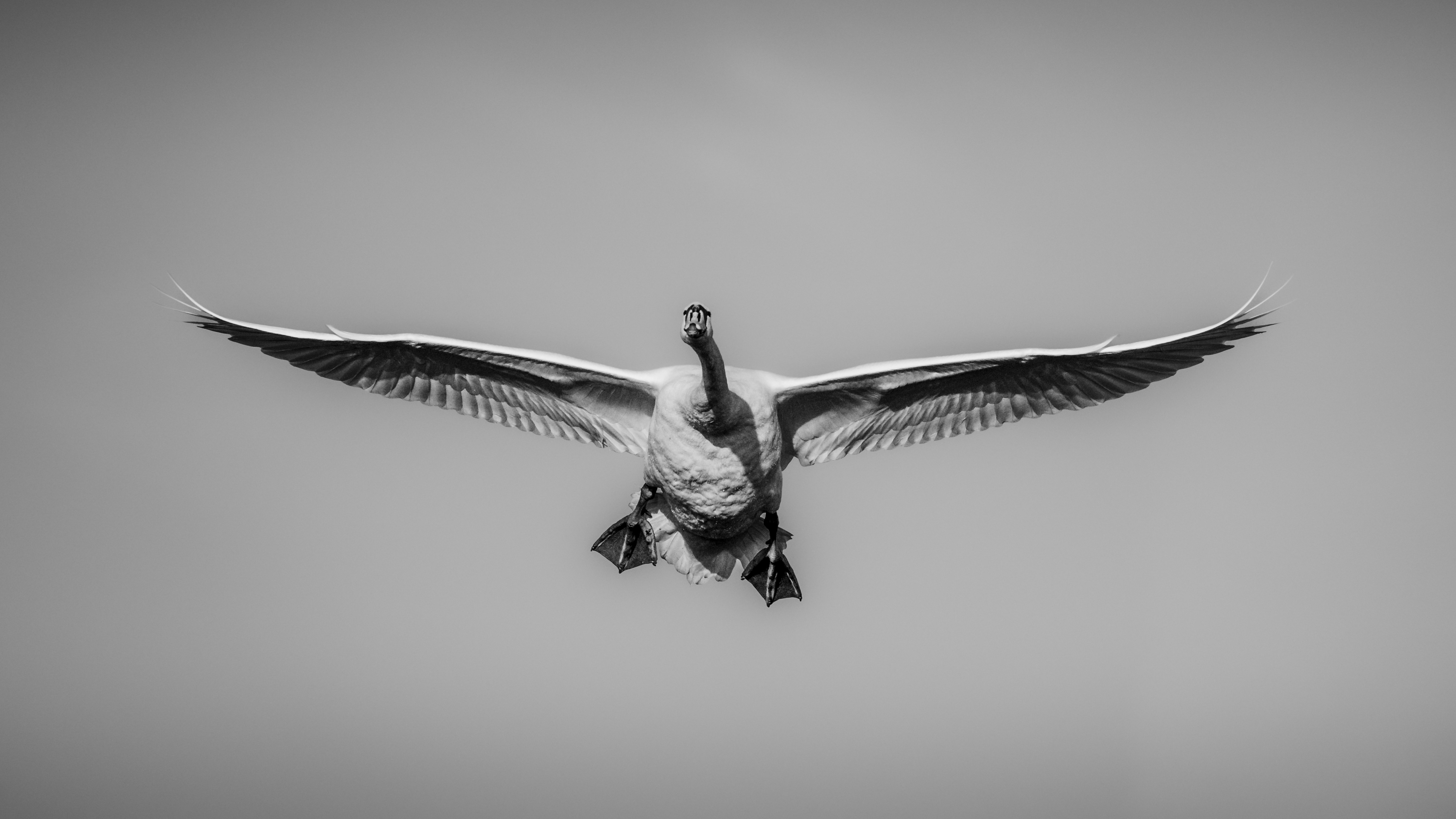 Winged Return: A Gull Descends, Backlit Against a Minimal Sky
