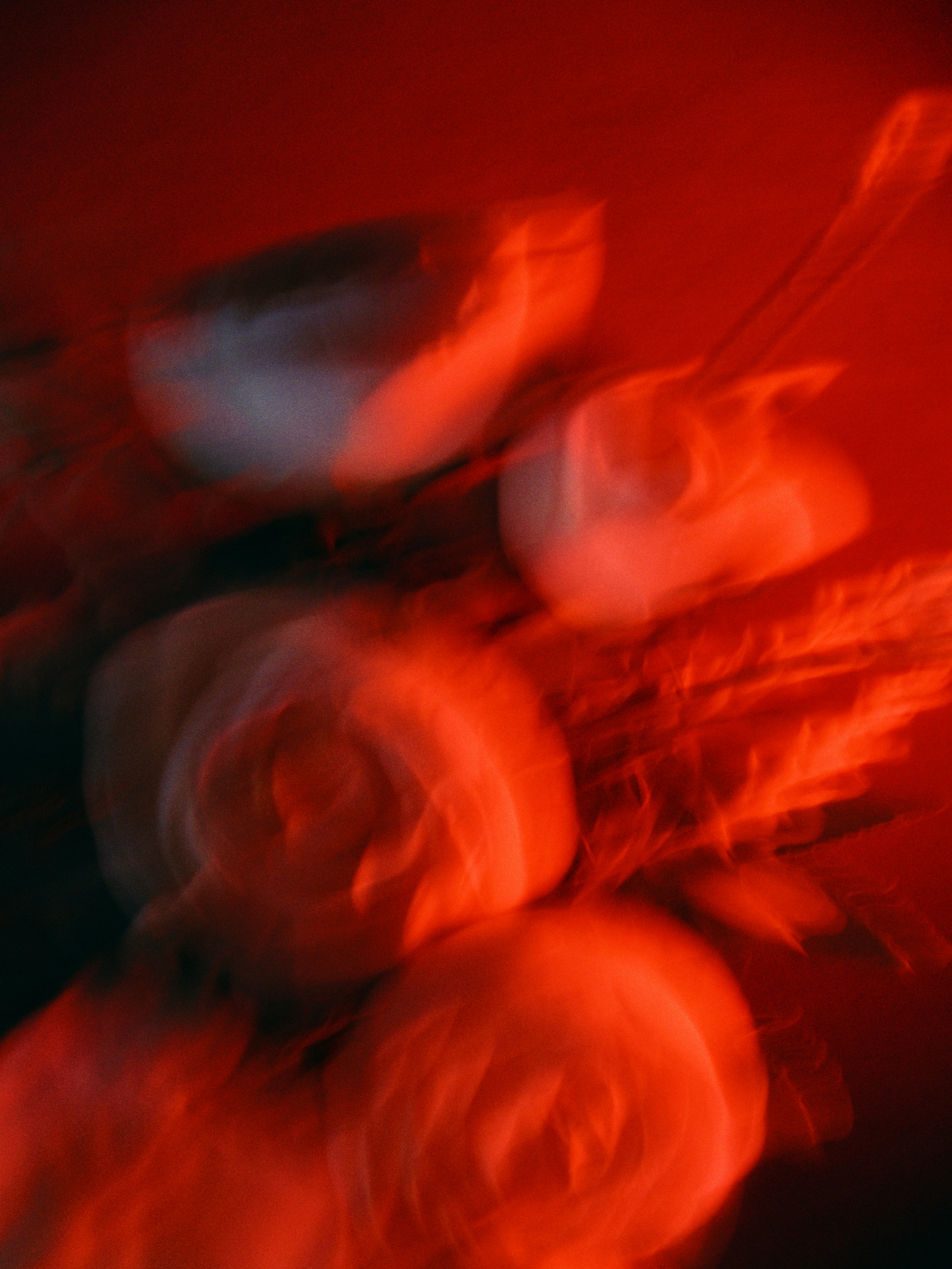 Abstract representation of white roses blurred against a vibrant red backdrop, evoking emotion and movement.