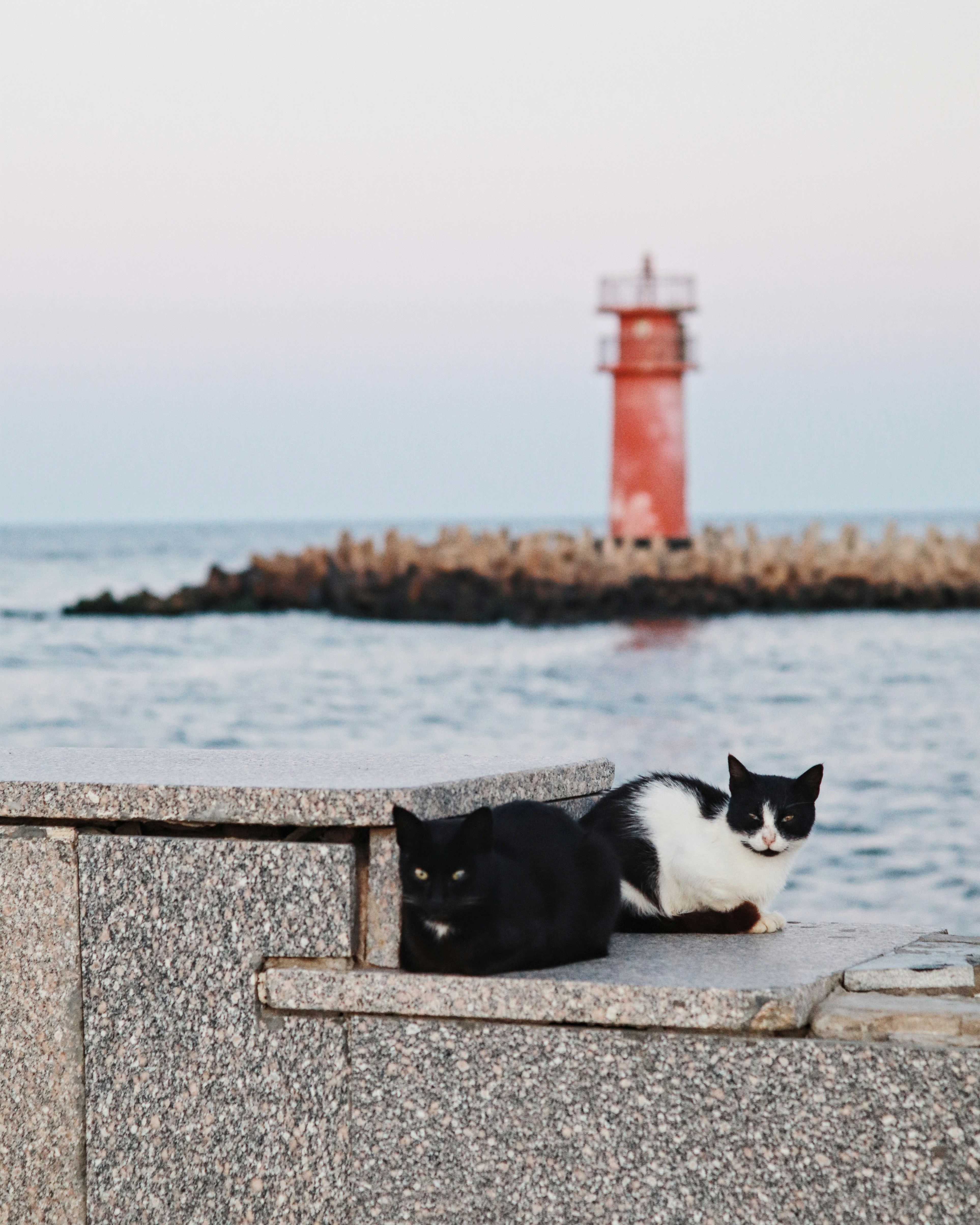 Granite Seawall Quiet: Two Cats and a Red Lighthouse on a Calm Seascape