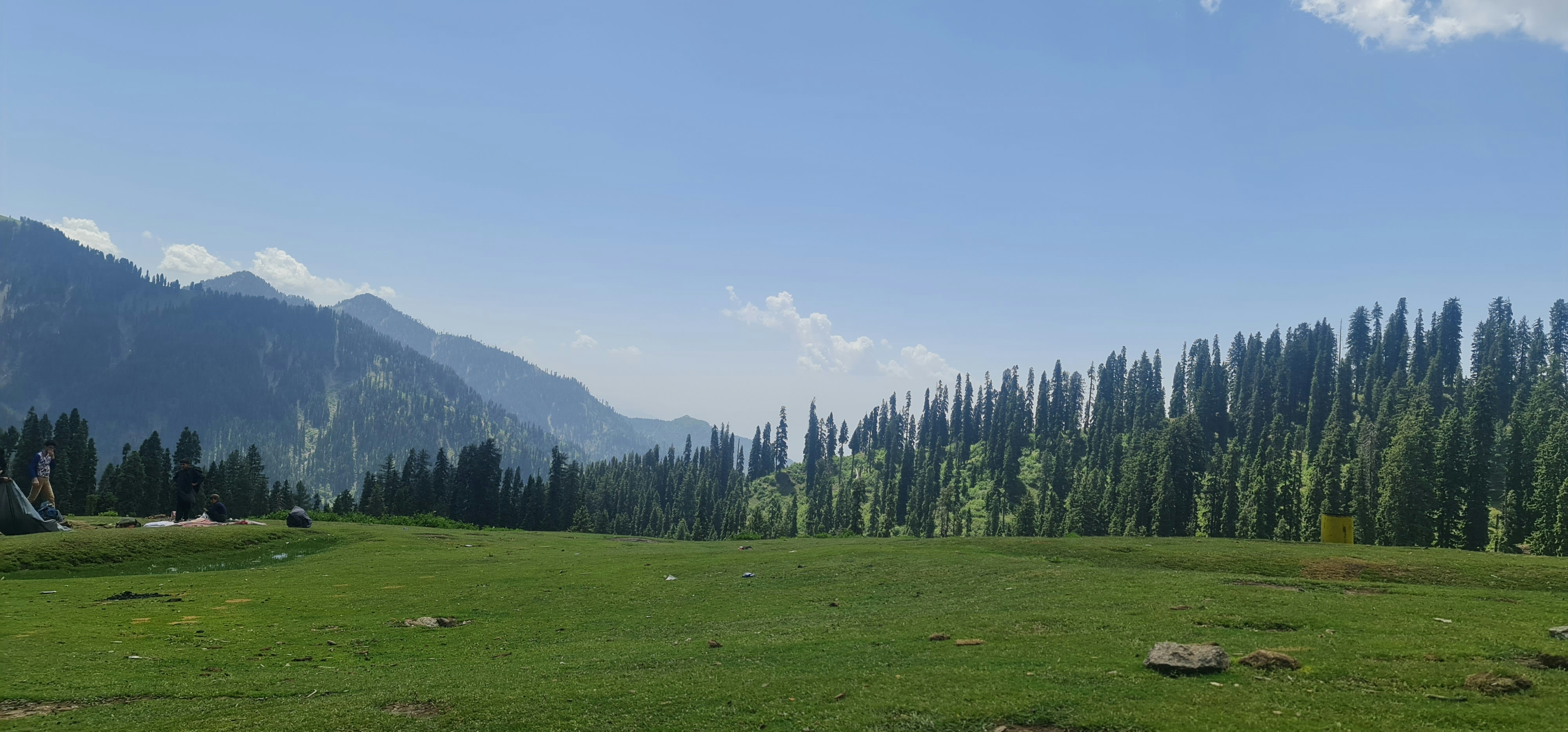 Expansive green meadow framed by majestic mountains and dense pine forests under a clear blue sky.
