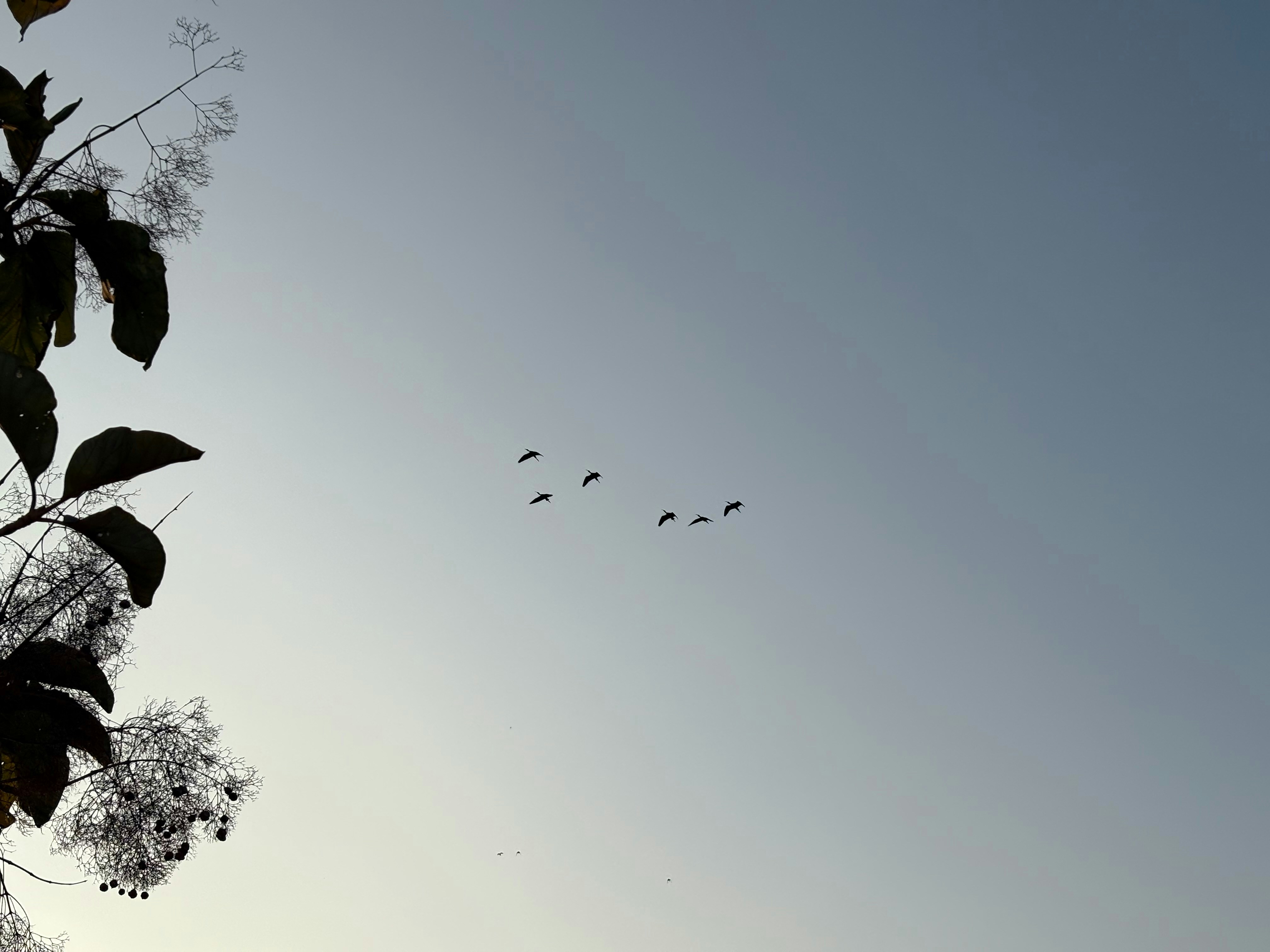 Silhouettes in Flight: A Dance with the Sky