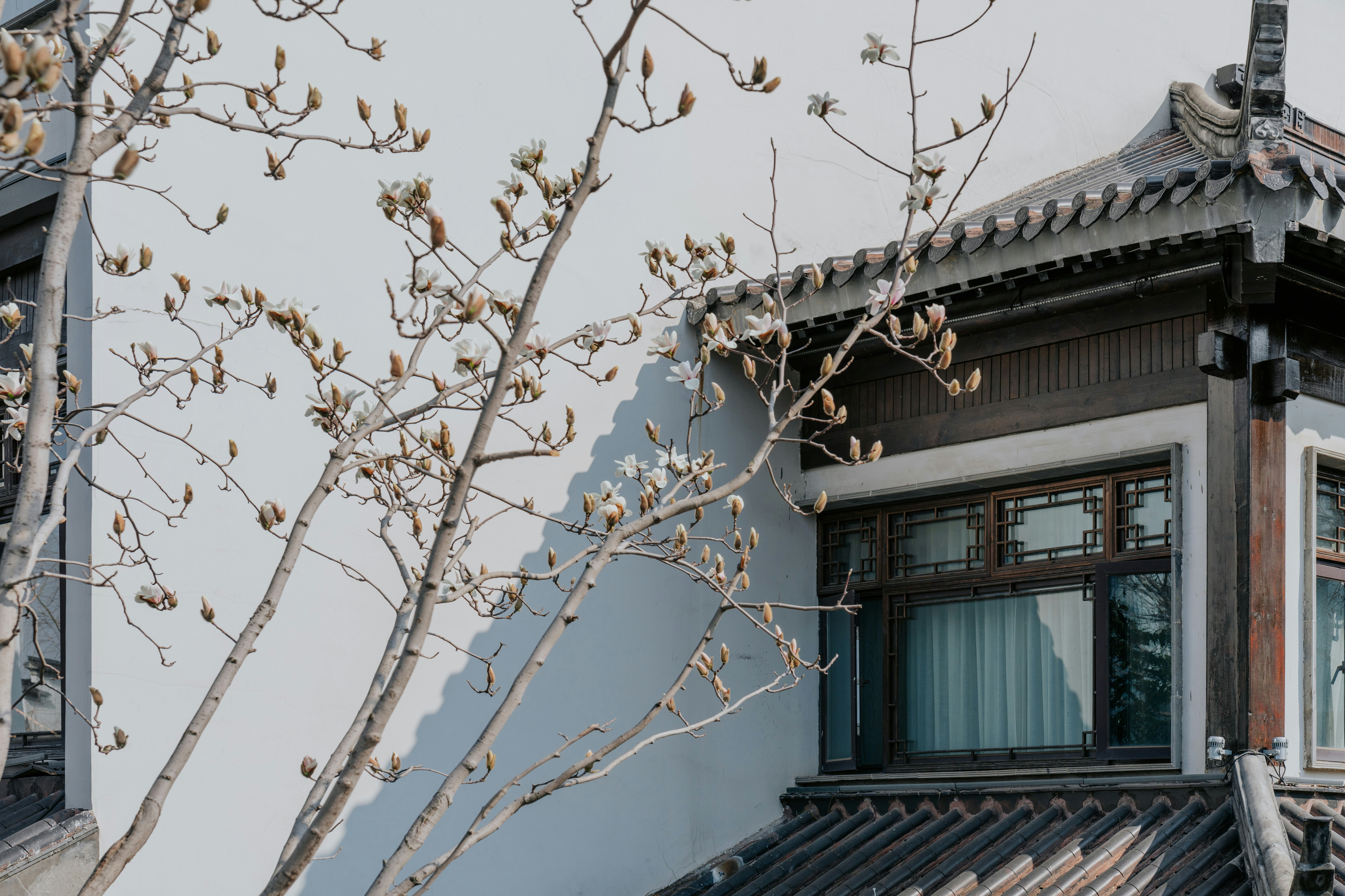 Elegant branches with budding flowers frame a traditional architectural window.