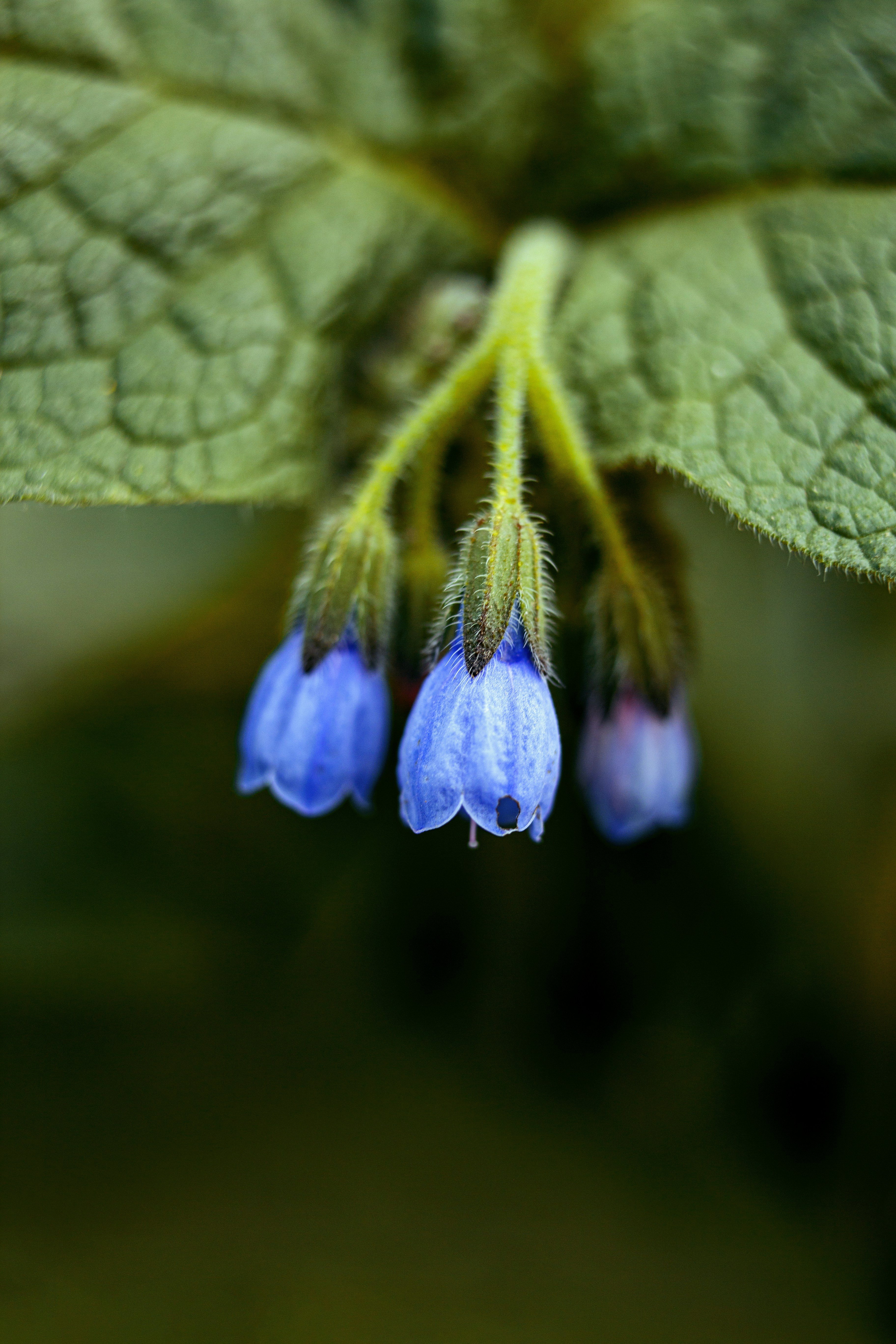 Bluebell Buds Hidden Under Velvet Green Leaves