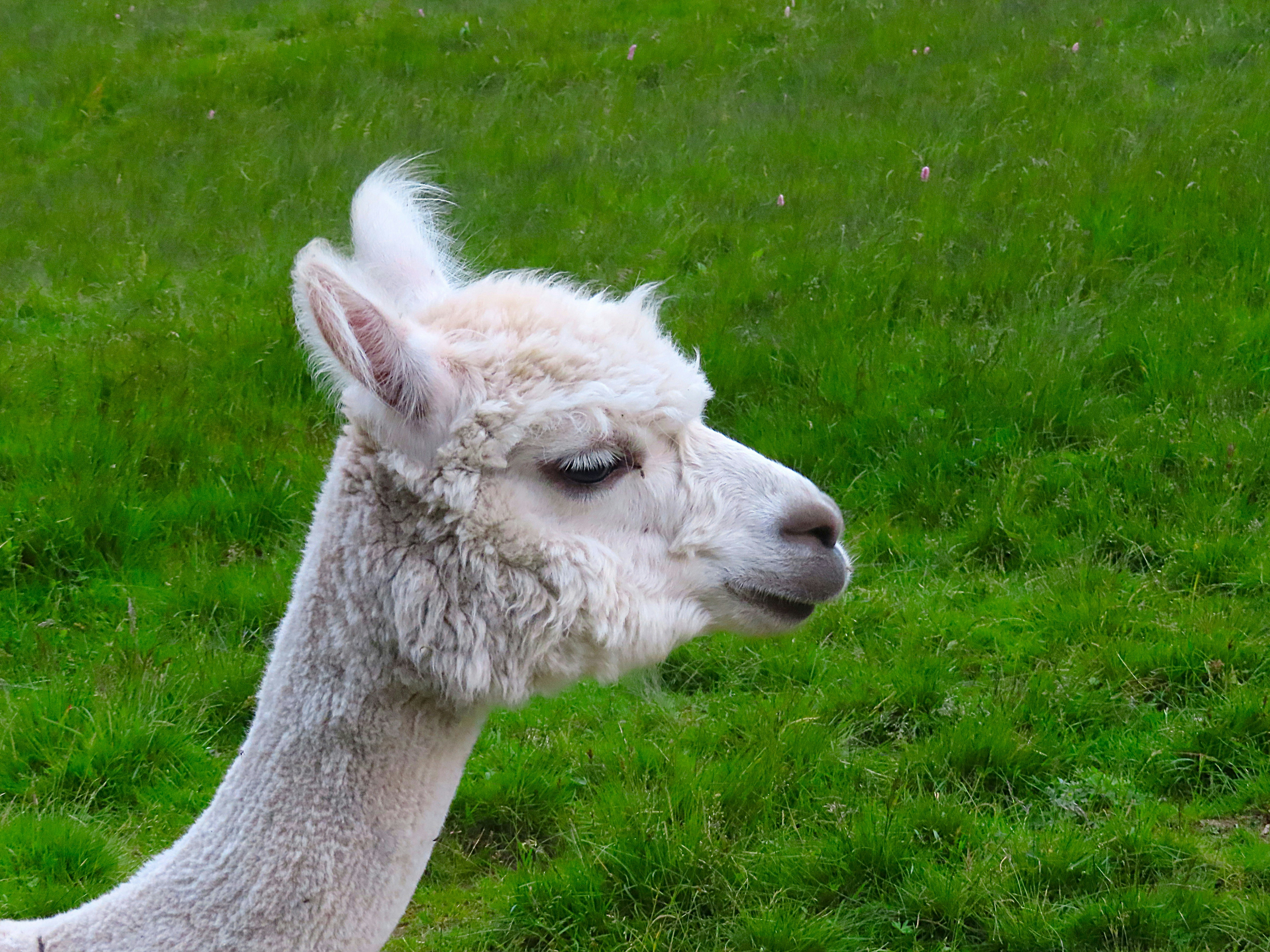 Freshly shorn white llama with fluffy ears grazes on vibrant green grass in the Czech Krkonoše Mountains.