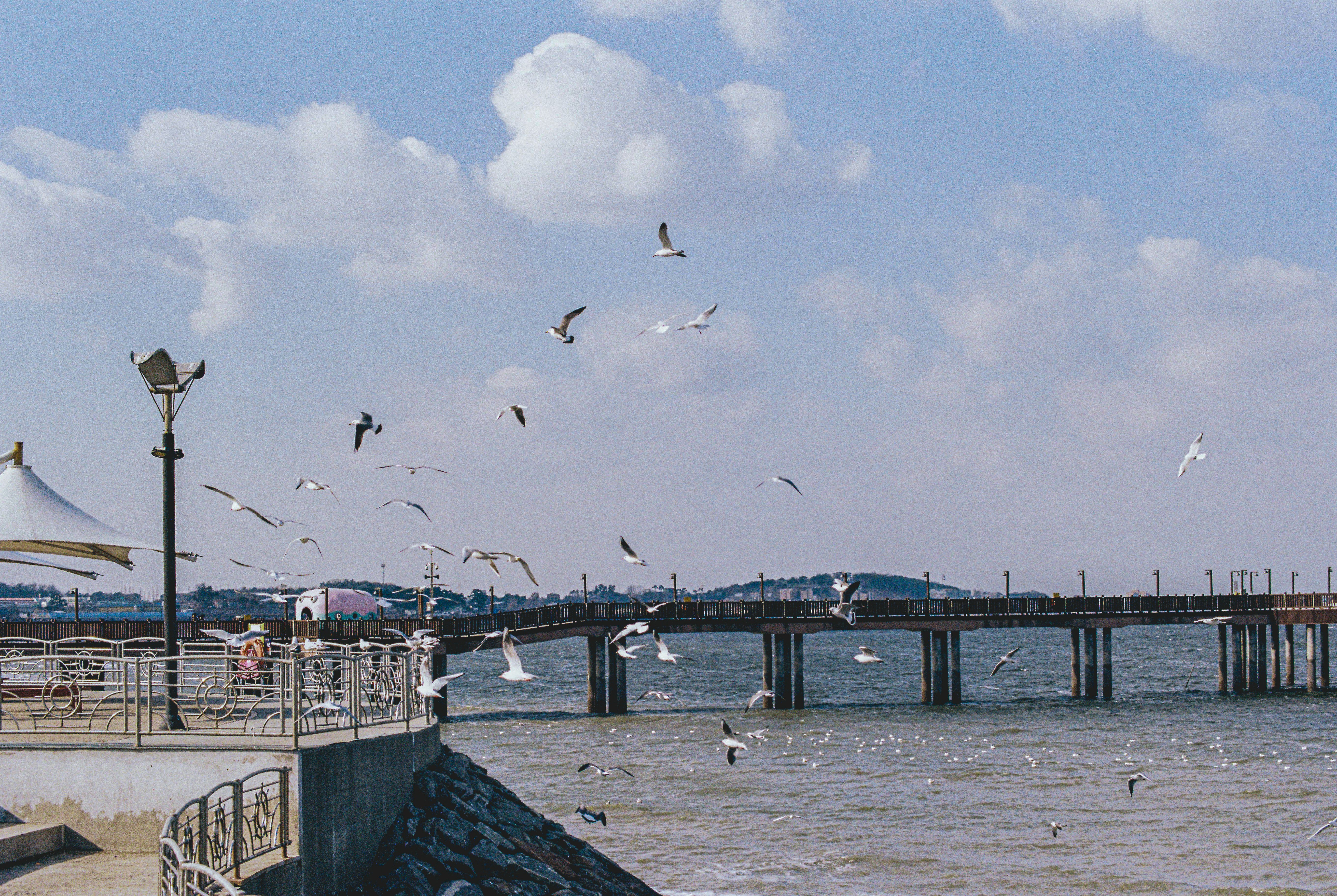Seagull Arc Over a Quiet Seaside Pier