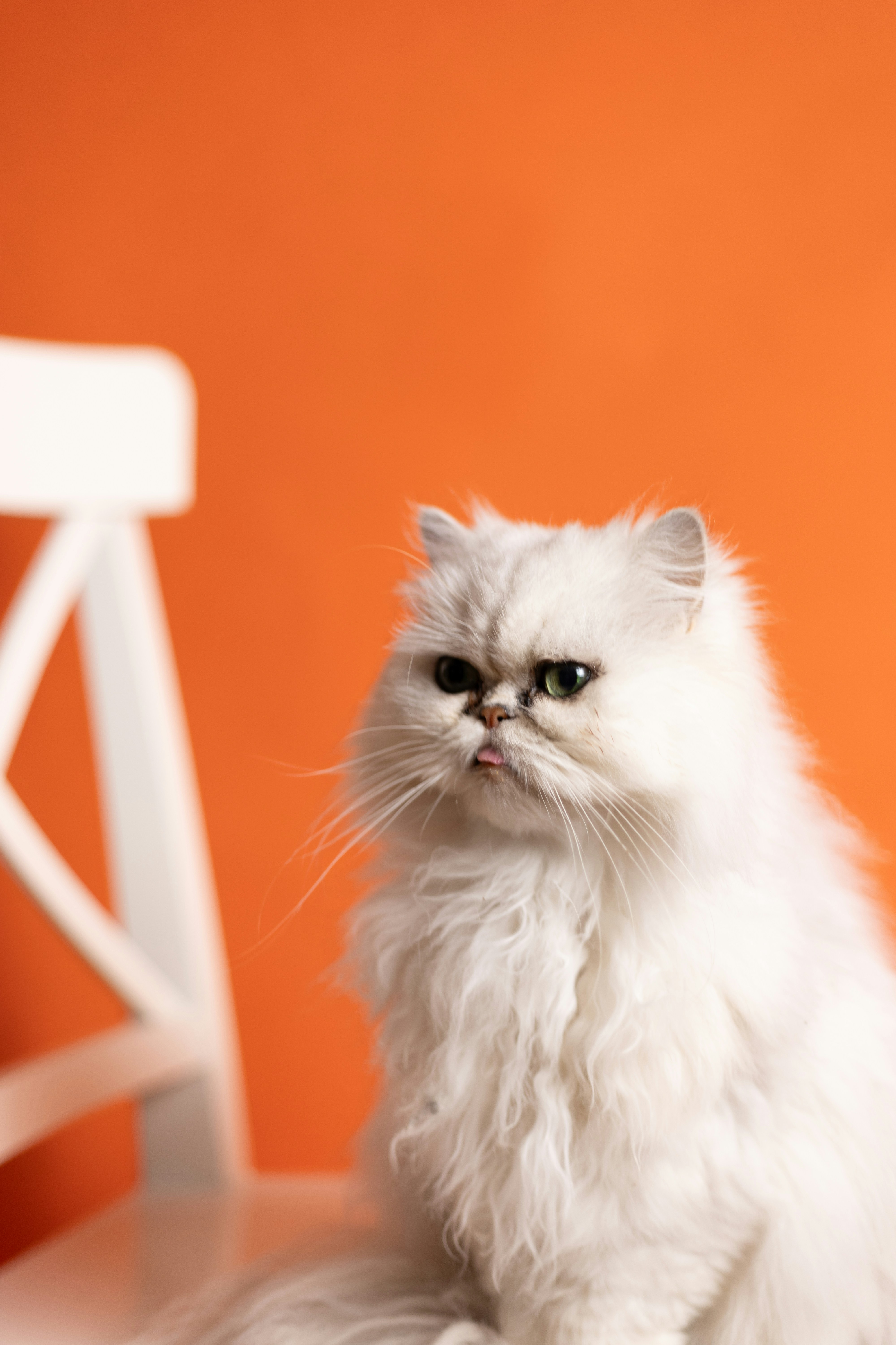 Whiskered Majesty: A Portrait of Feline Elegance