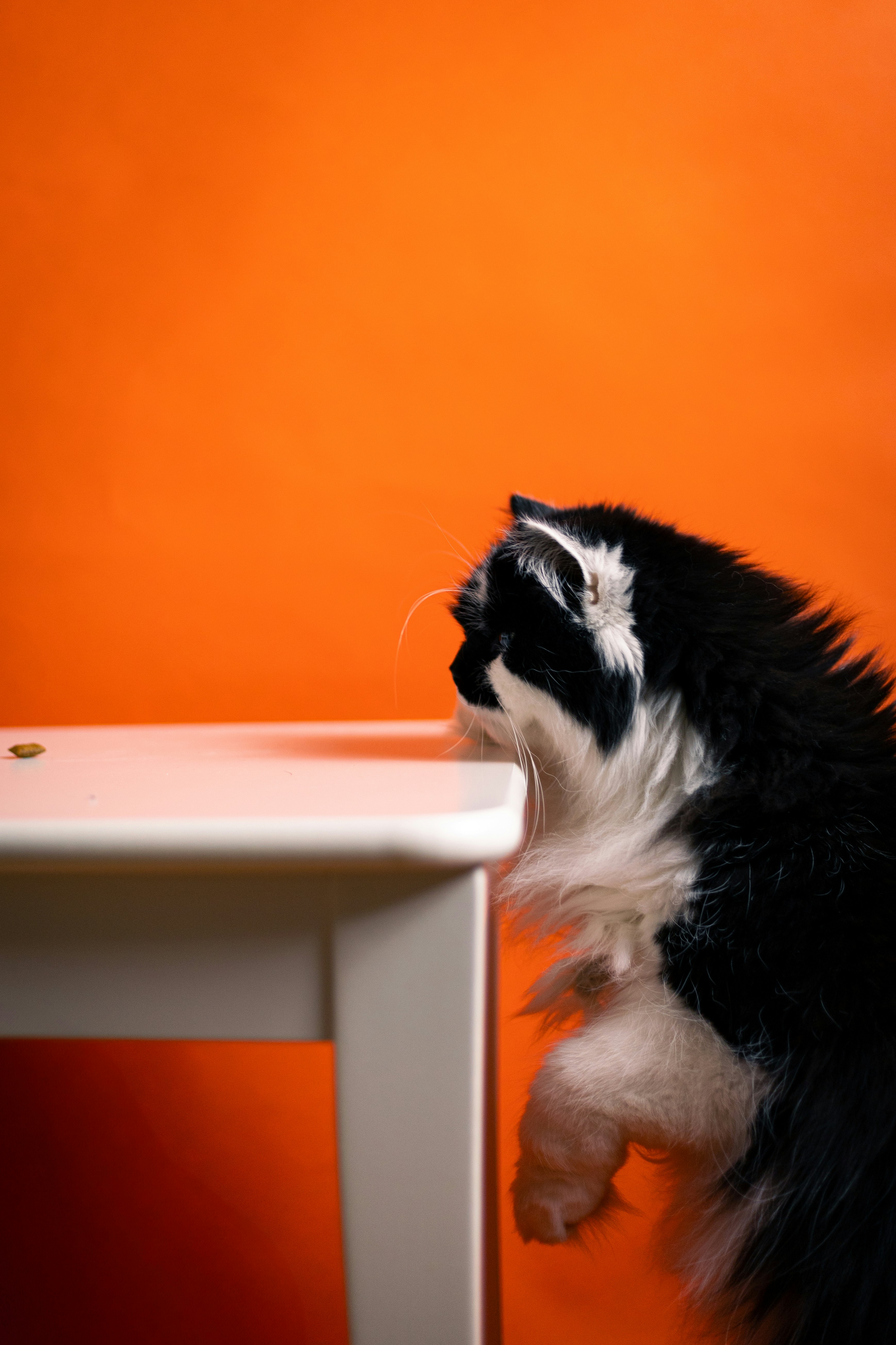 Curious Cat Perches at the Edge of a White Table Under a Bold Orange Backdrop