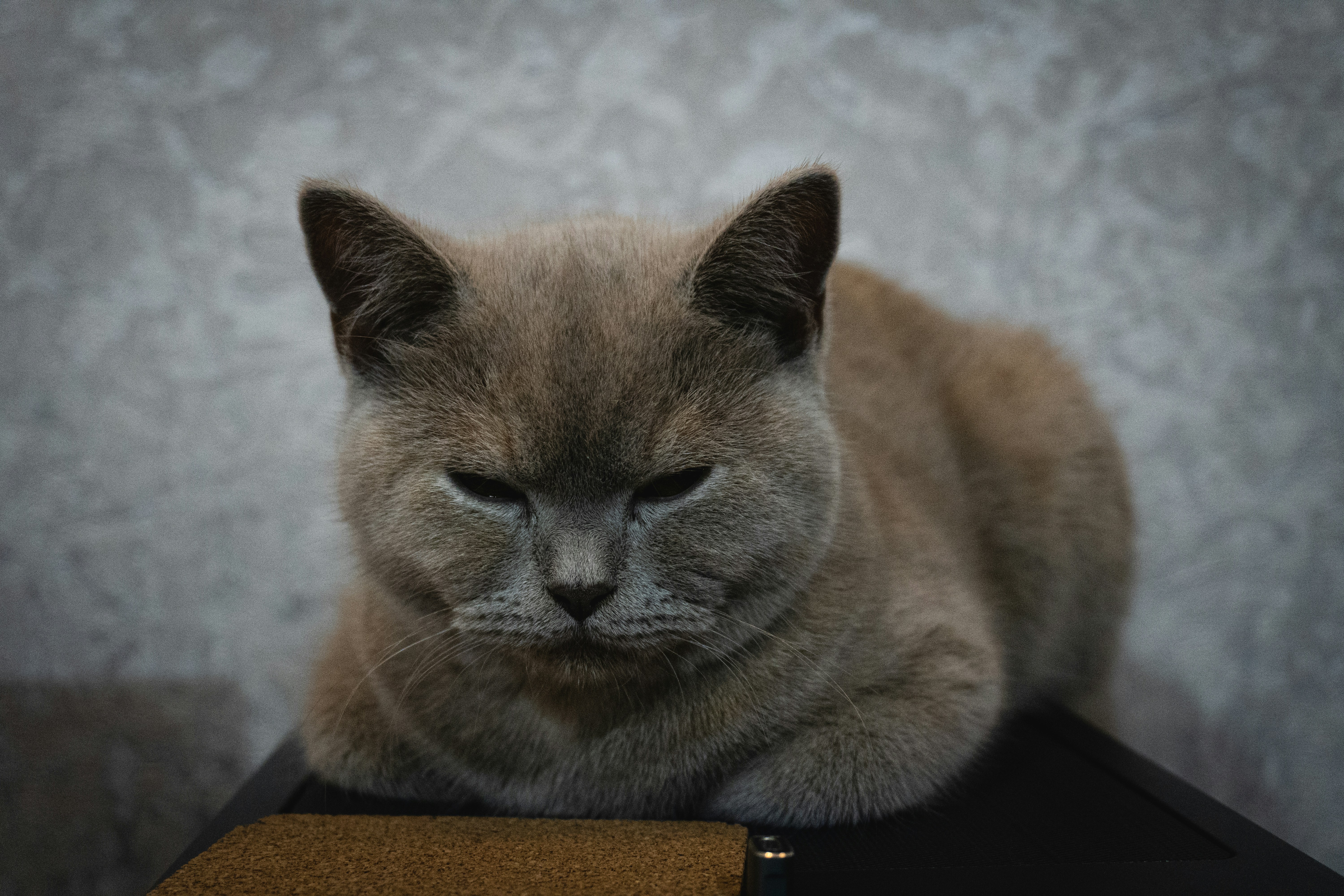 Composed Cat on the Quiet Edge