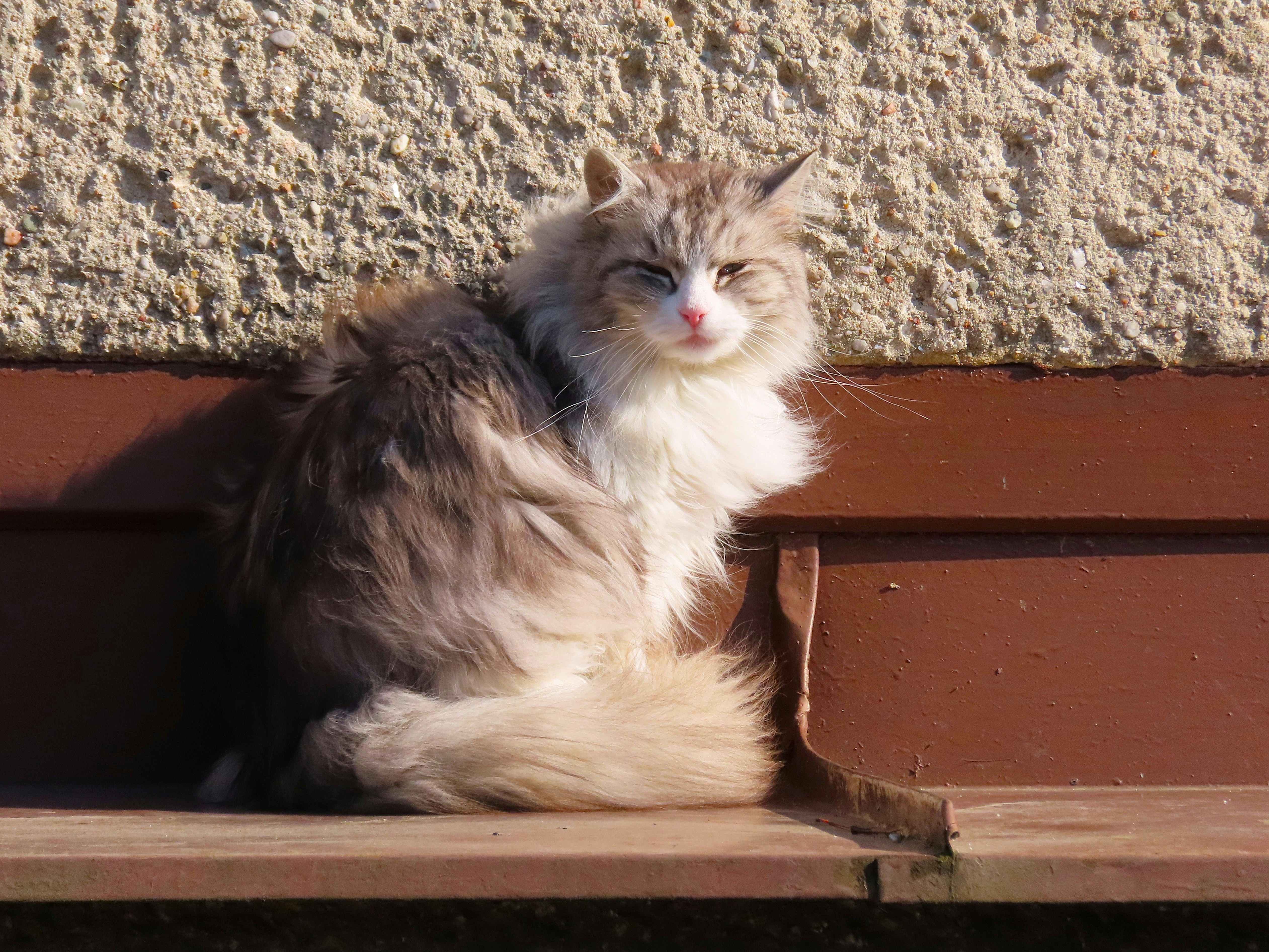 A large white and gray-mottled cat with a pink nose and squinting eyes basking in the spring sun on a brown metal windowsill of a house.