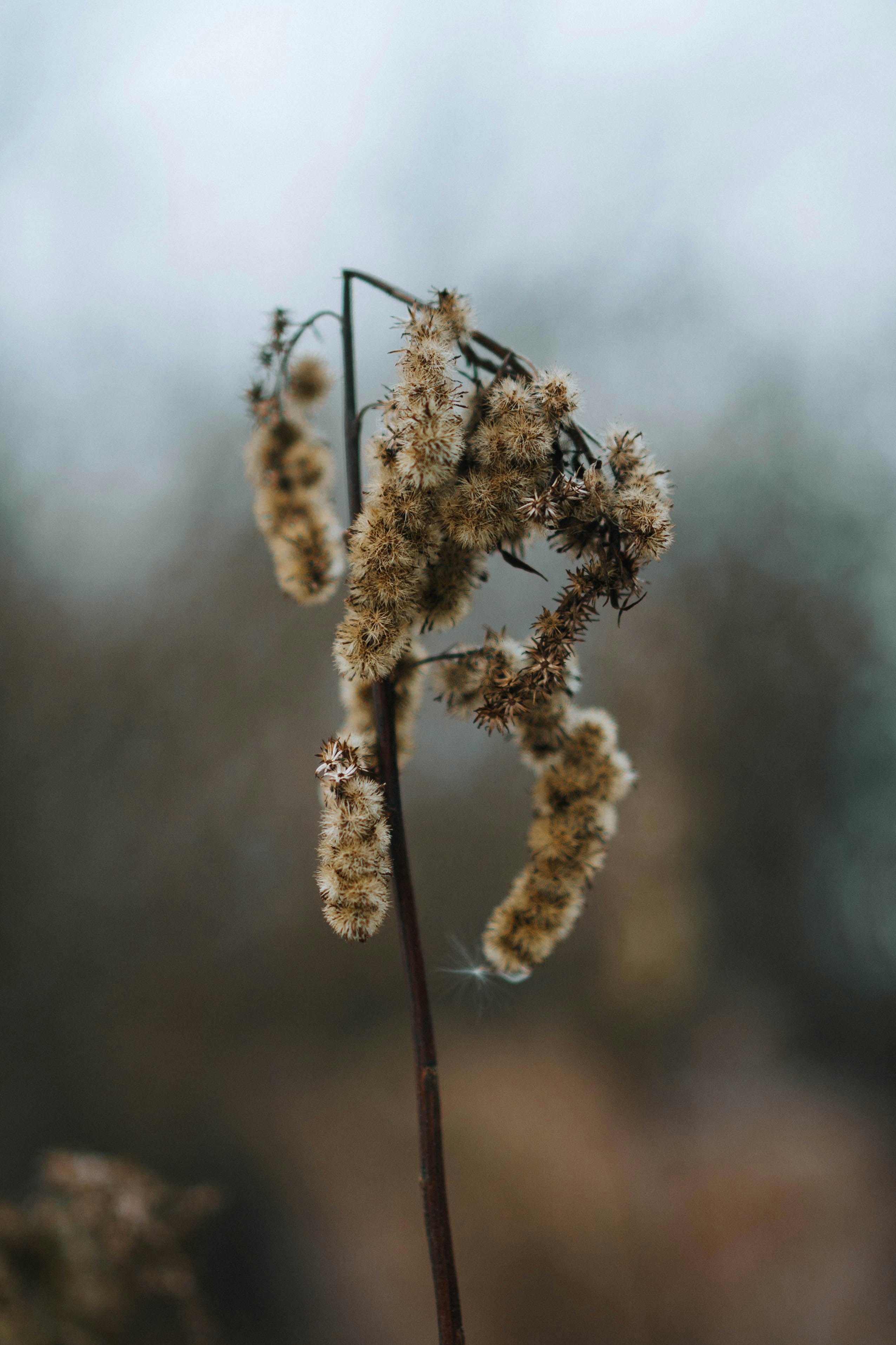 Winter Catkins in Soft Focus: A Close-Up of Fuzzy Seed Heads Against a Misty Field