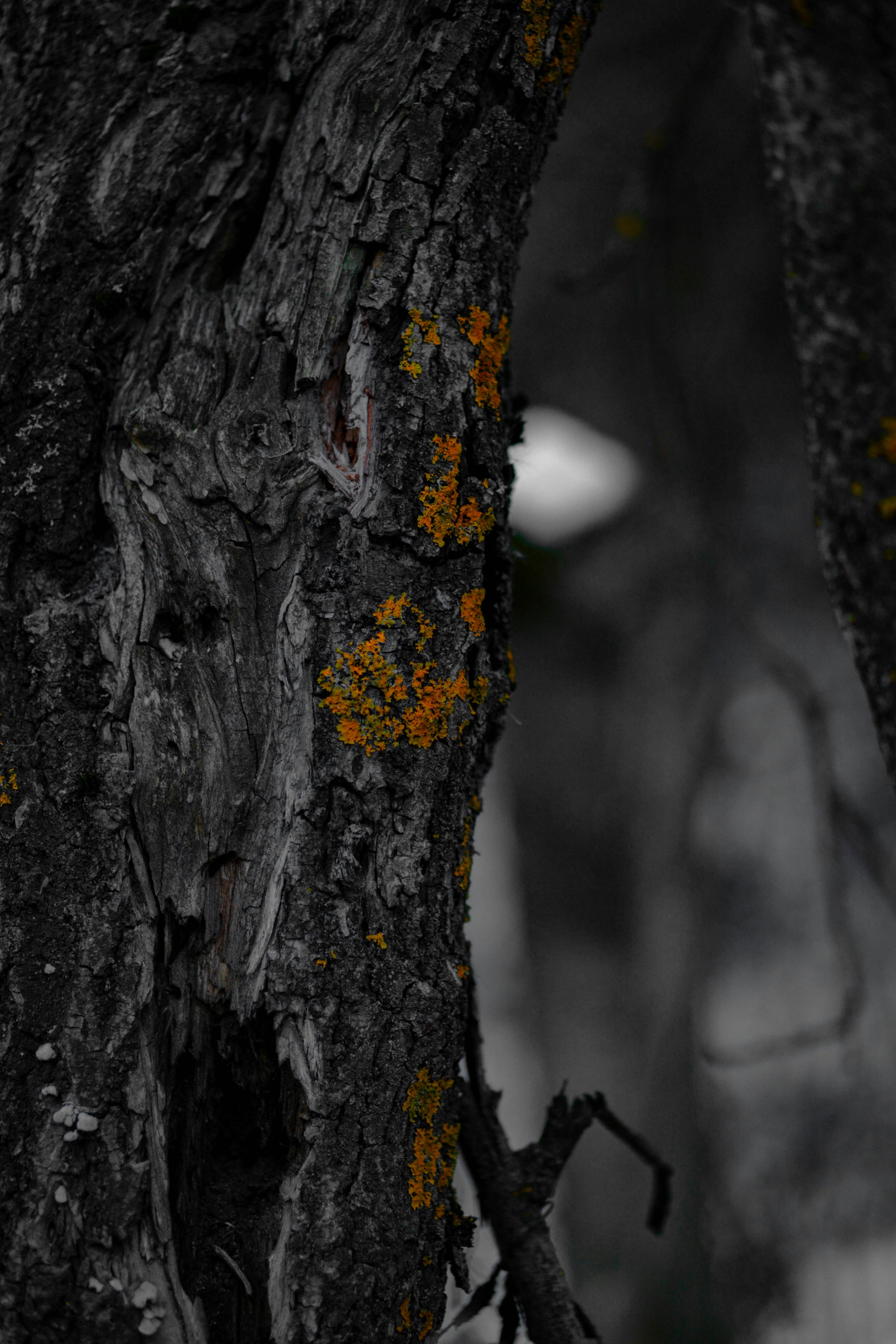 Amber Lichen on Weathered Bark: A Quiet Forest Macro Portrait