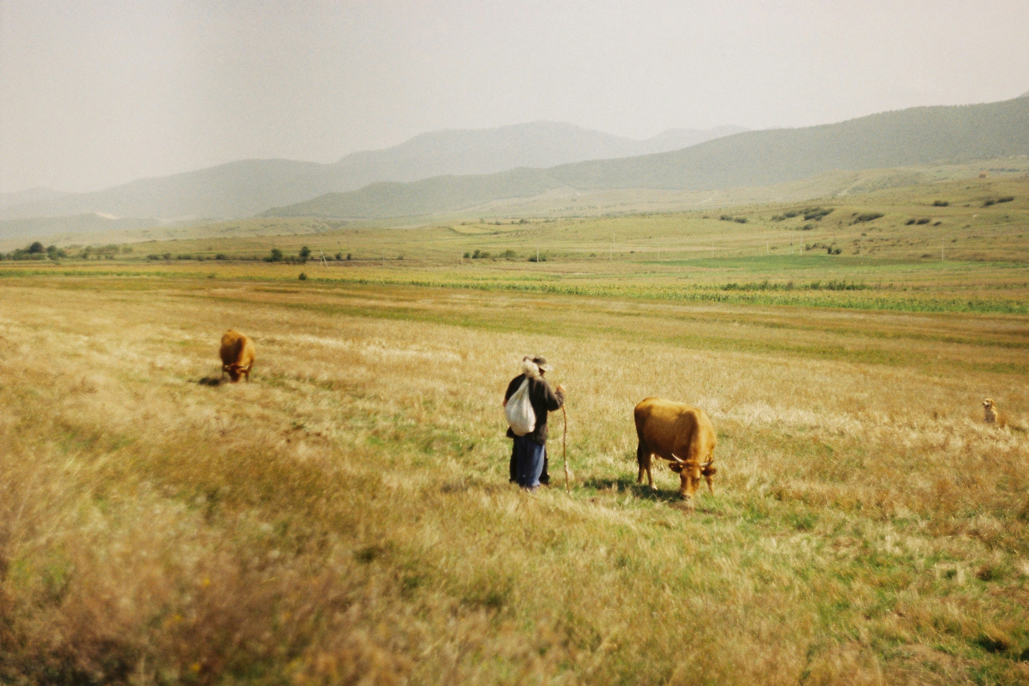Serenity of the Grazing Plains