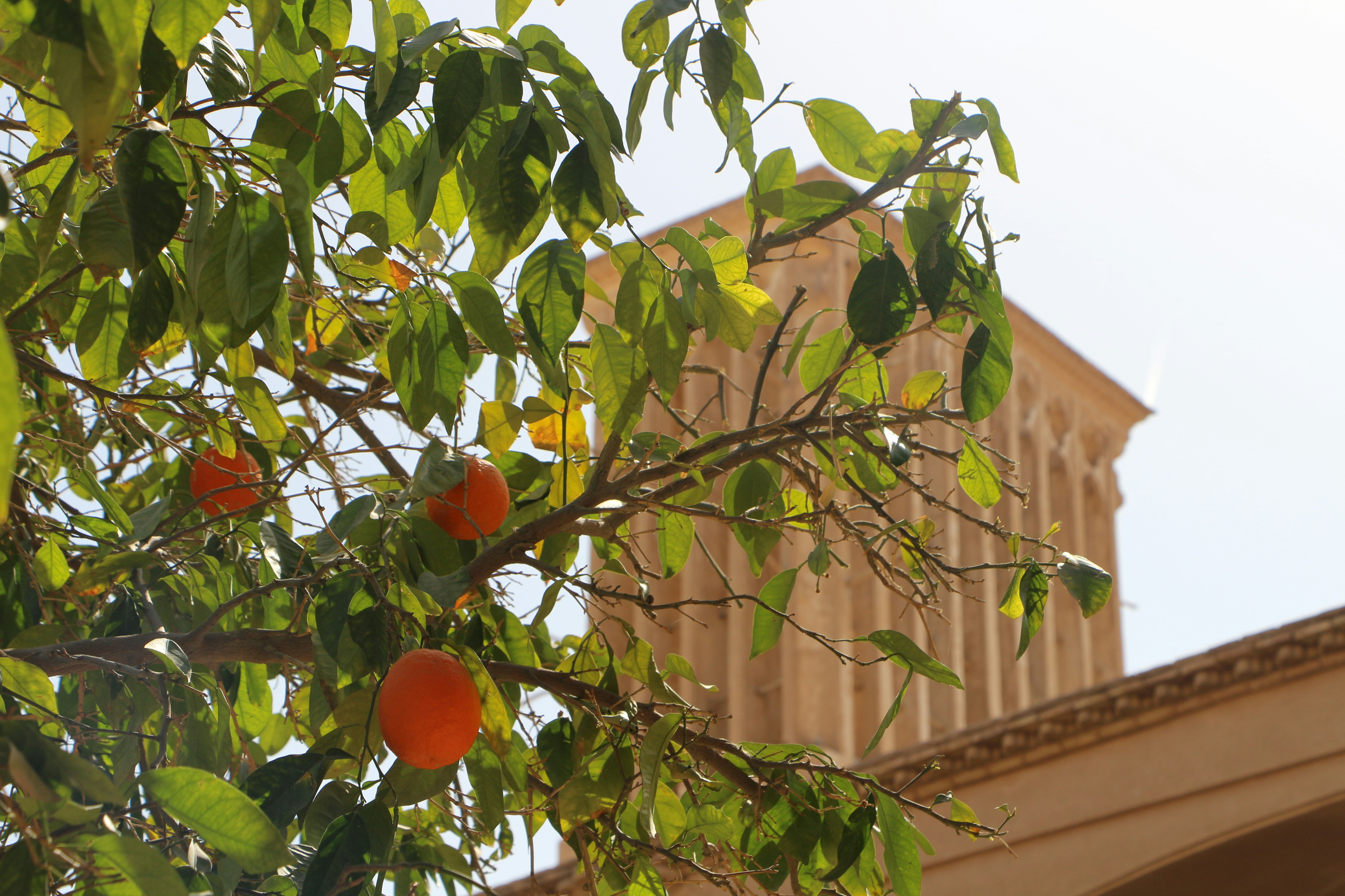 Oranges Beneath the Historic Wind Tower