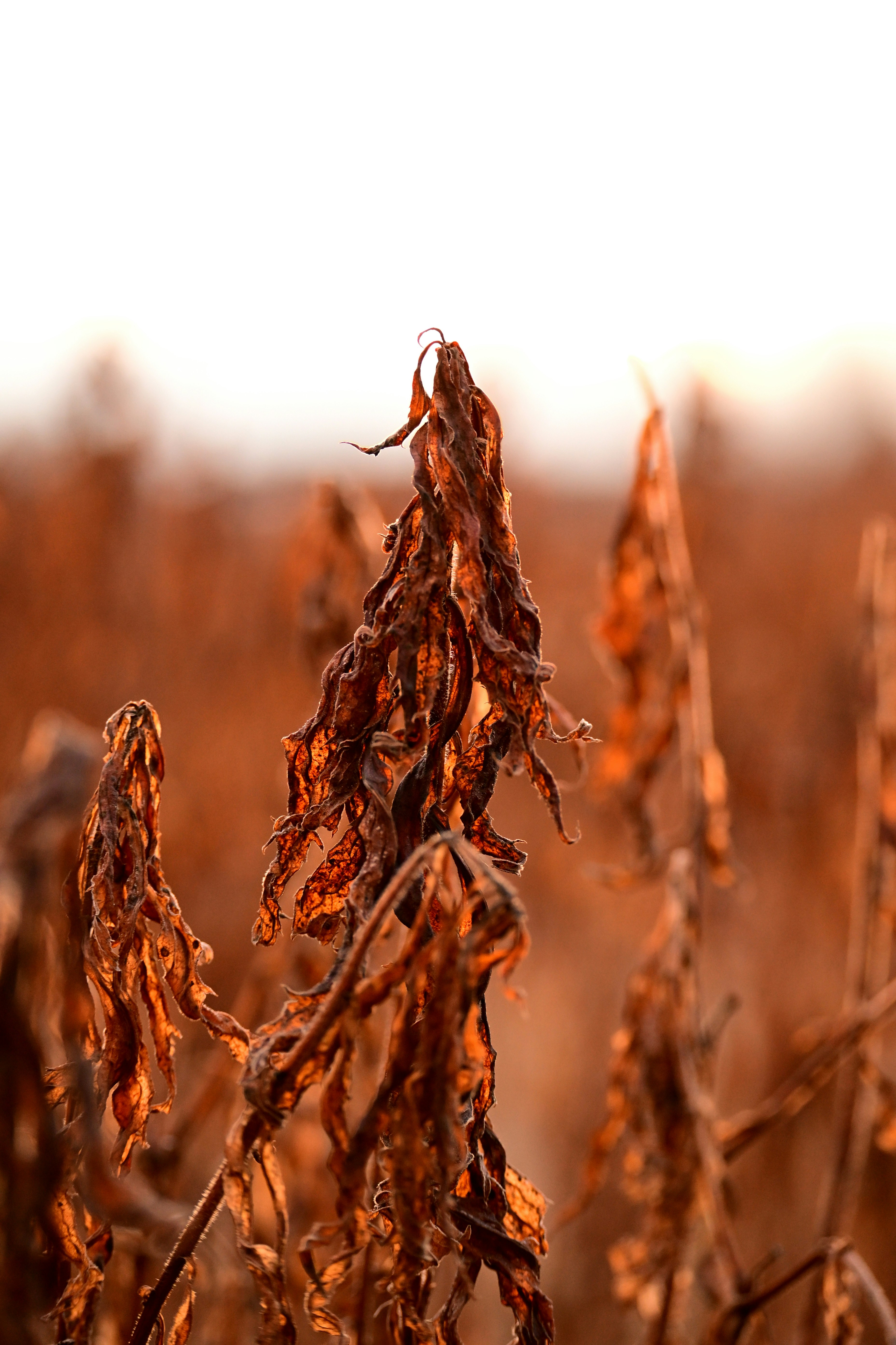 Amber Reeds at Dusk: Close-Up of Withered Stalks in Warm Light