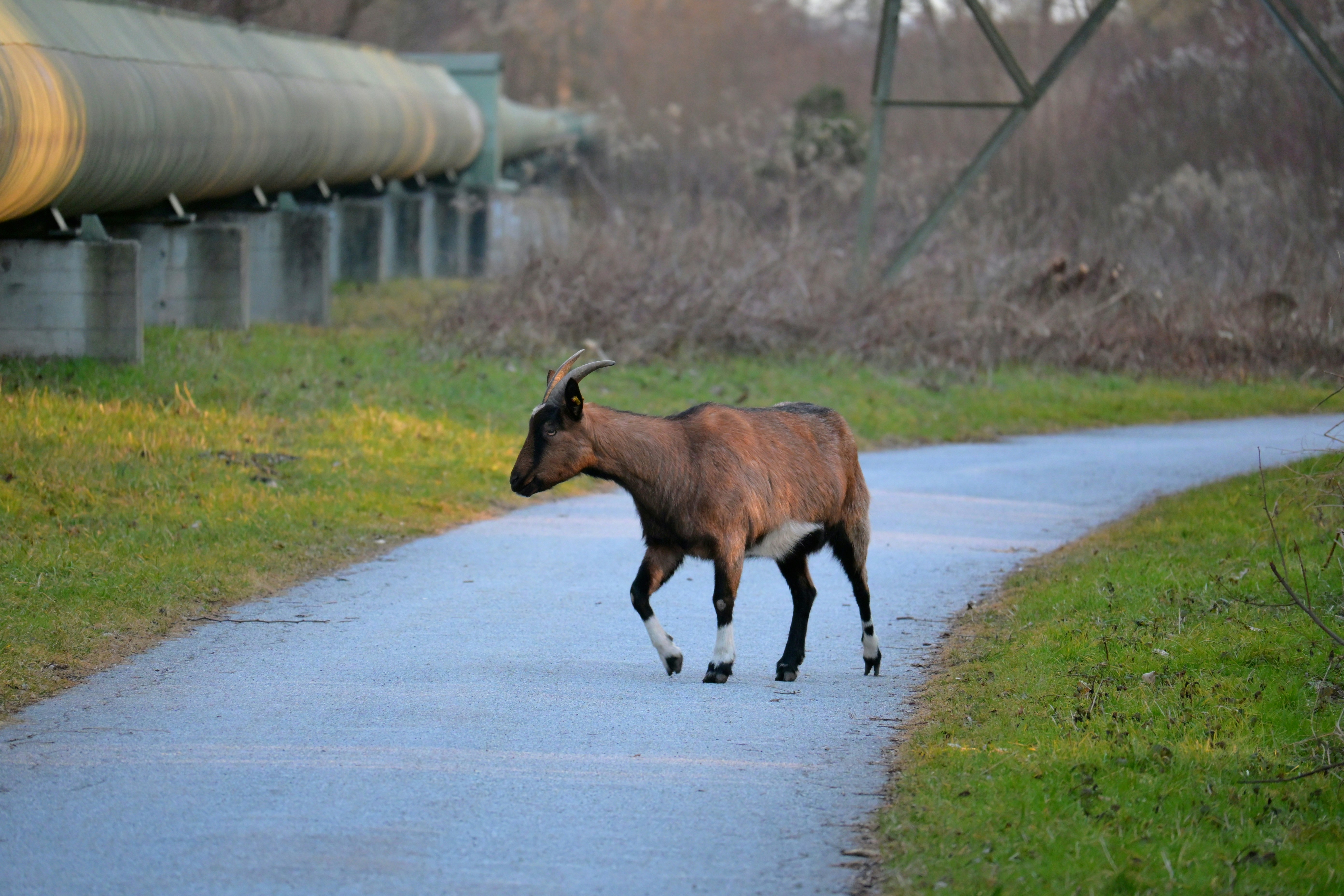 A goat walks on a path near a pipe. photo – Free Animal Image on Unsplash