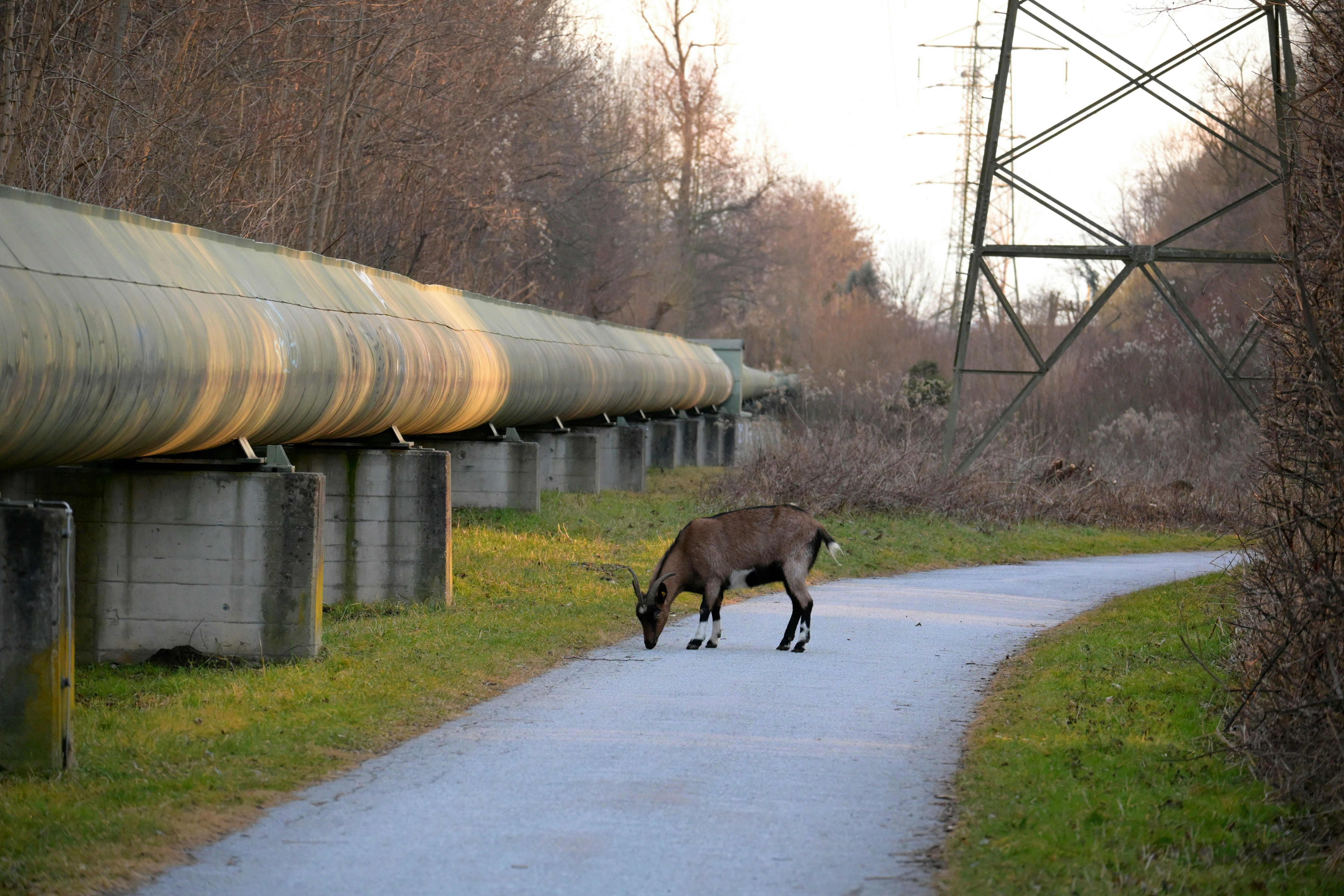 Curious Goat on Industrial Pathway