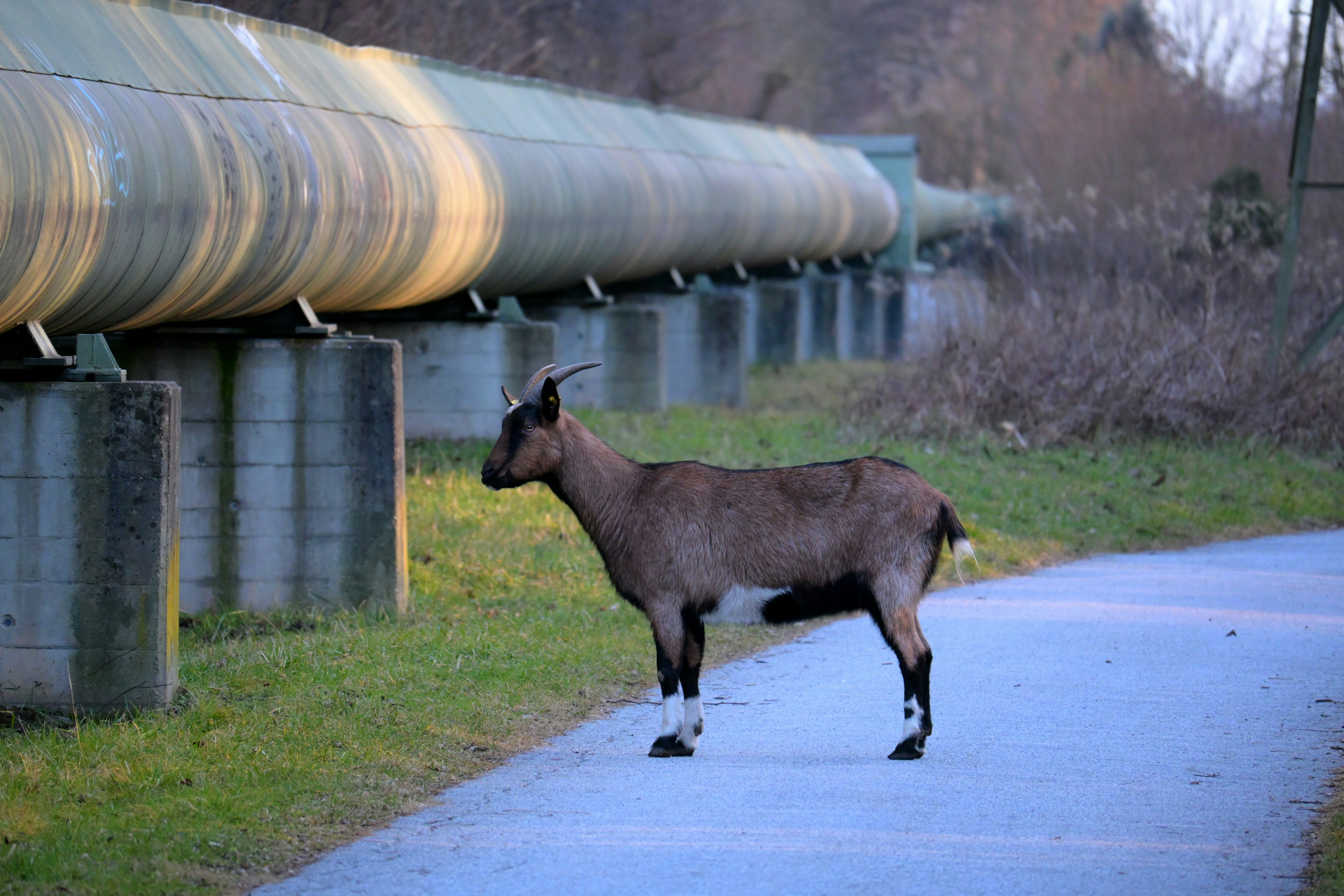 A goat stands near a pipe on a path. photo – Free Goat Image on Unsplash