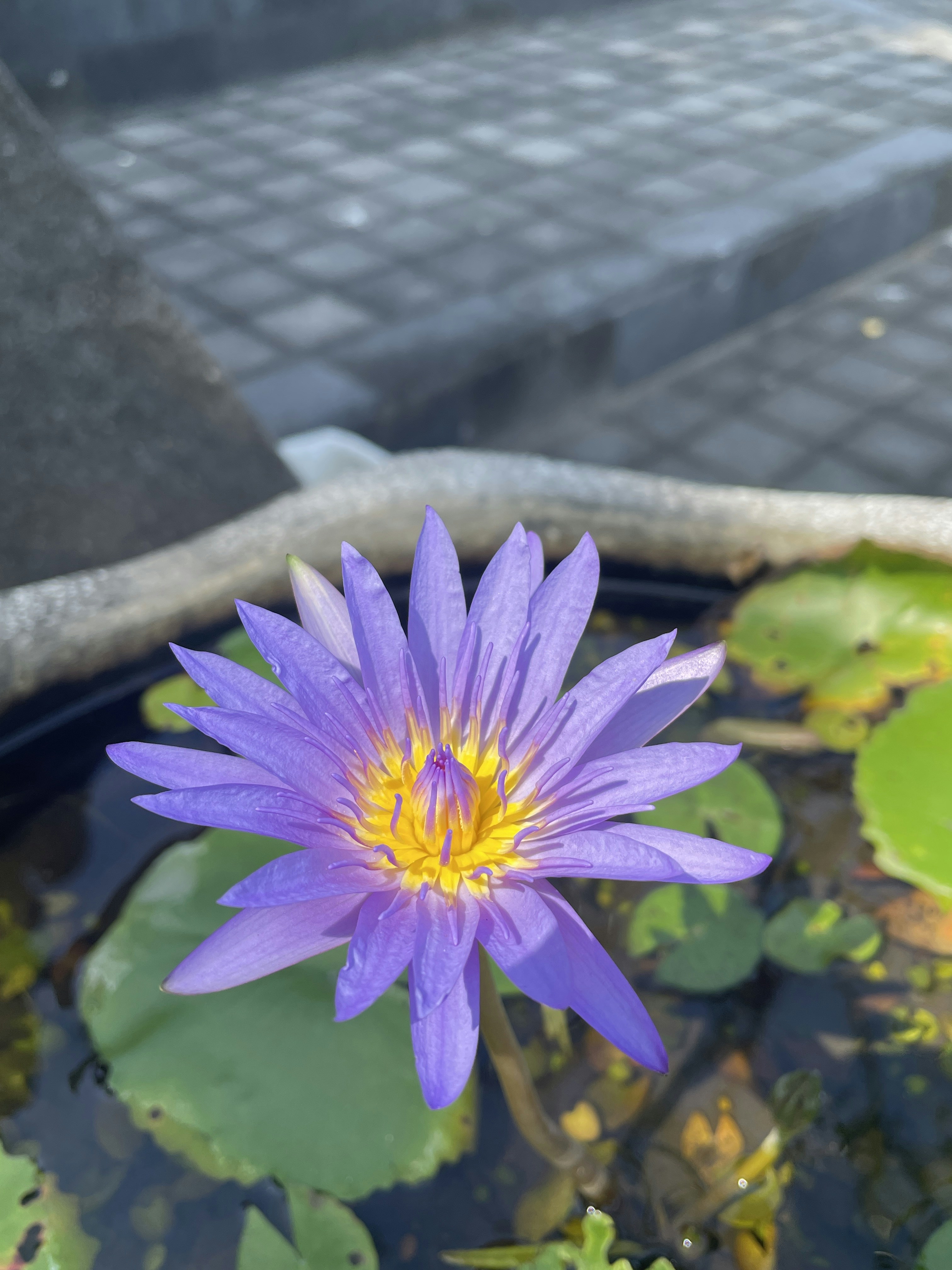 Purple Water Lily Dominates the Shallow Pond
