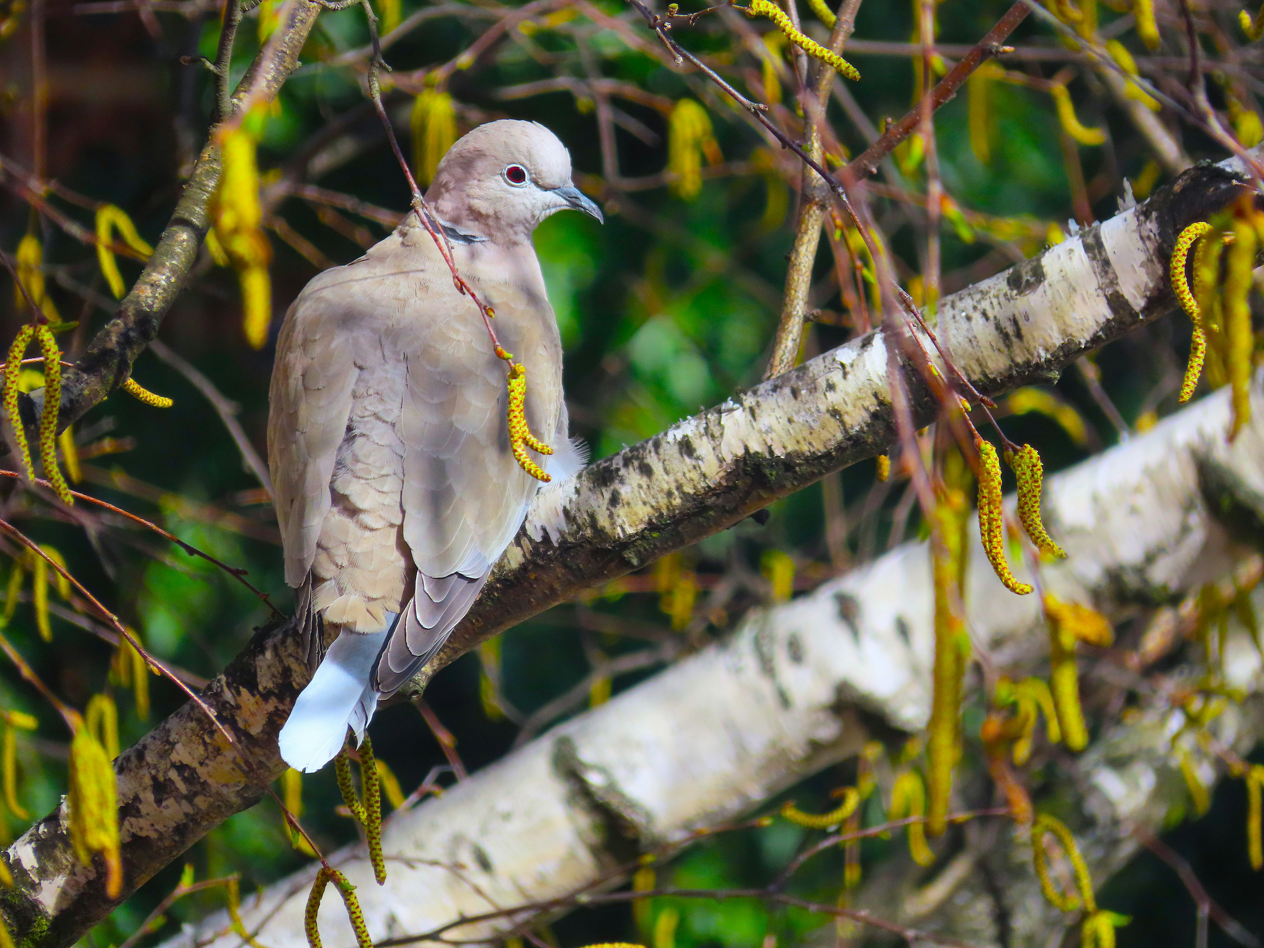 Eurasian collared dove perched on a blooming birch branch with yellow catkins in spring, partially obscured by a twig.