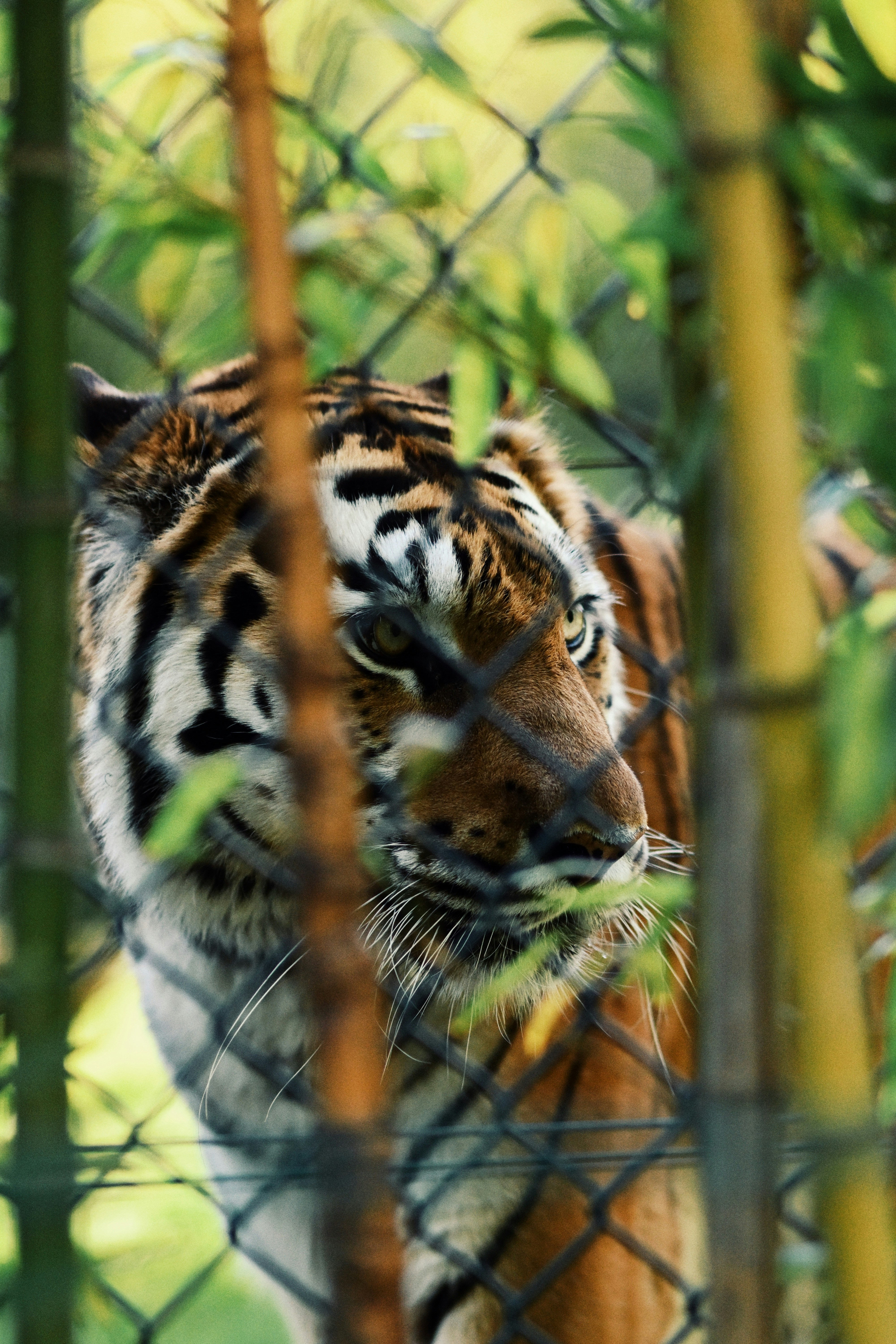 Tiger behind the Fence: A Quiet Gaze Through the Lattice