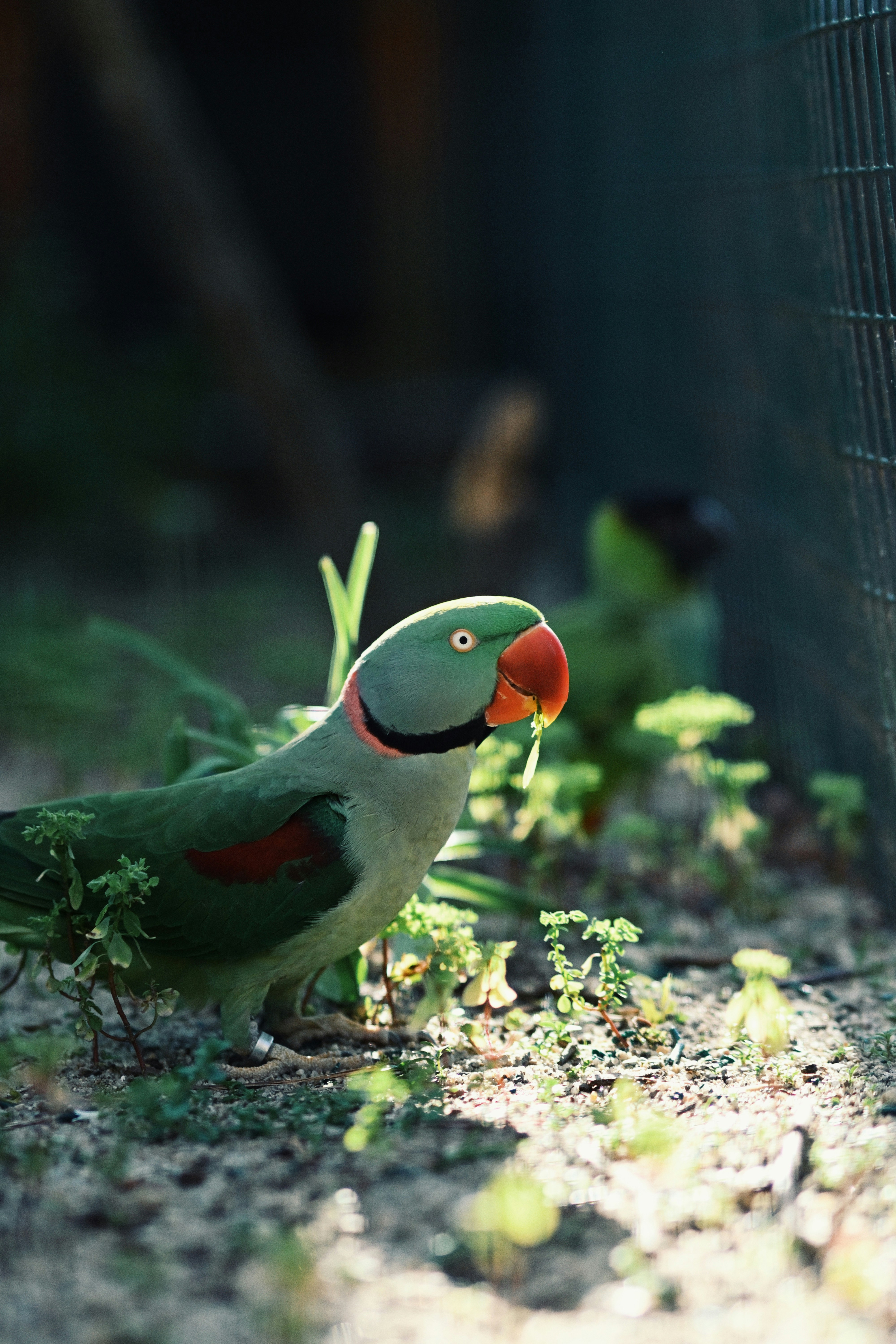 Emerald Parakeet Foraging at the Sunlit Garden Edge