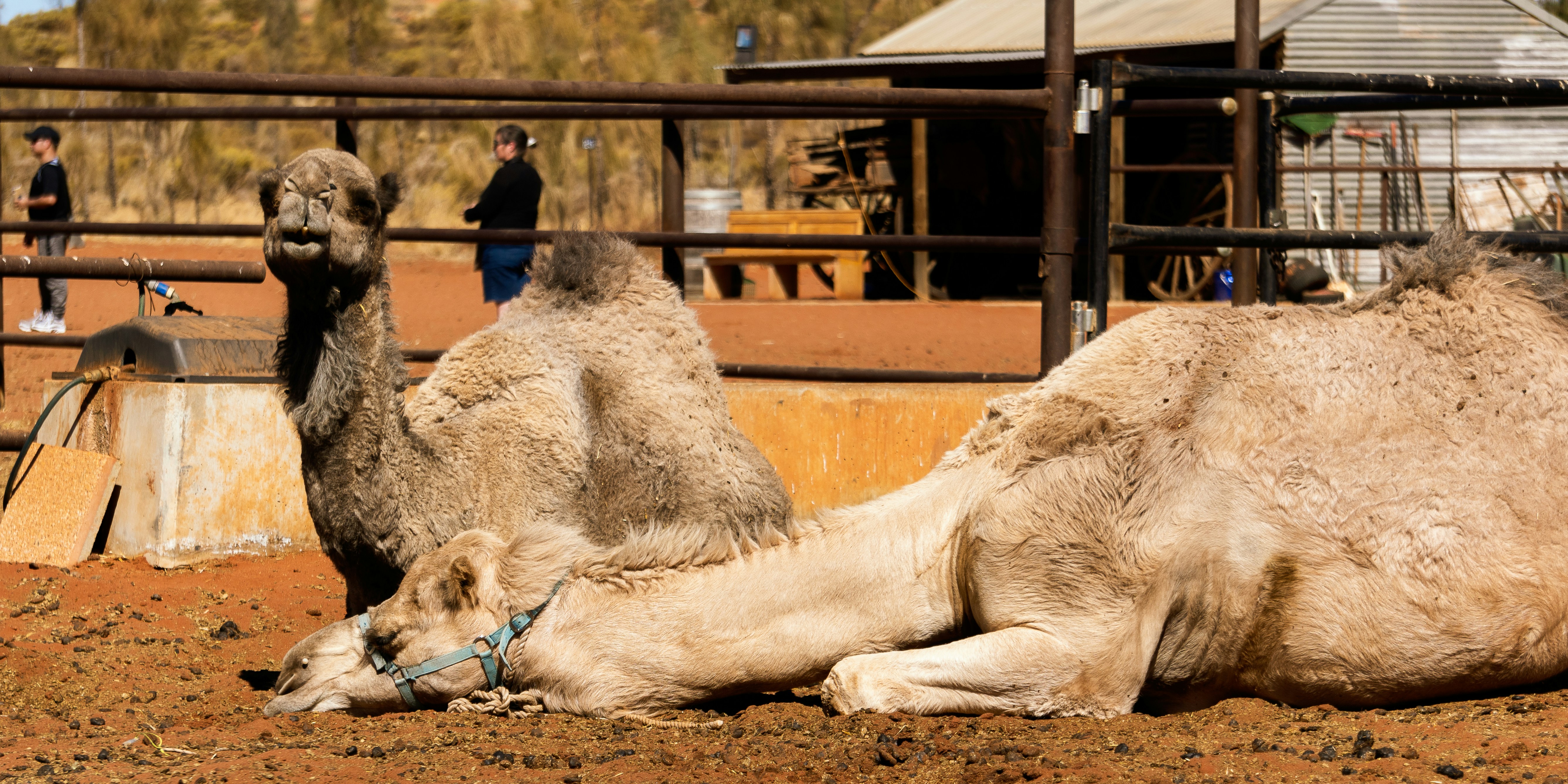 Two camels resting in a dusty paddock under the bright sun, with a wooden fence and people in the background.