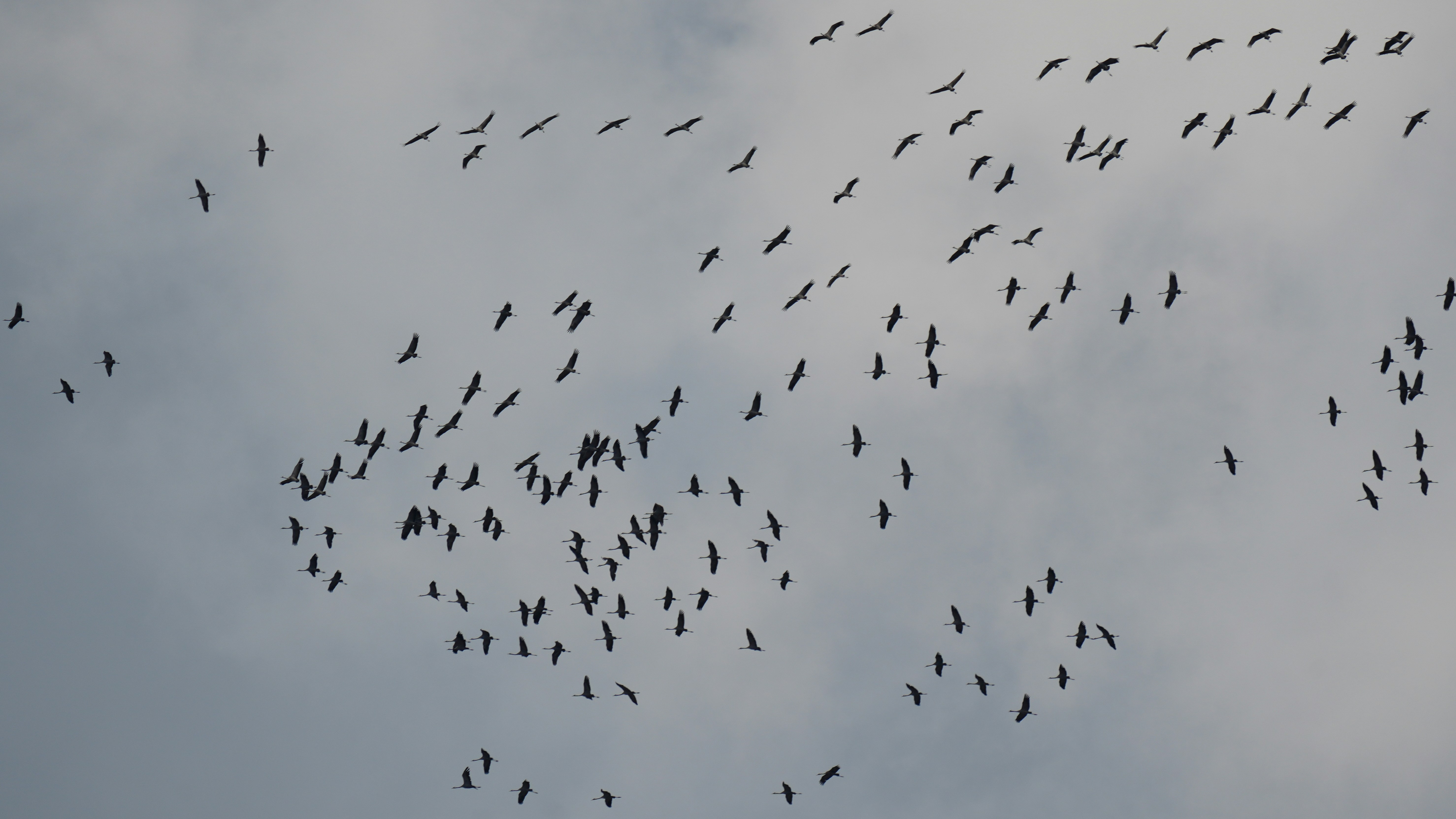 A flock of birds soars across the cloudy sky.Nikola  Tomašić