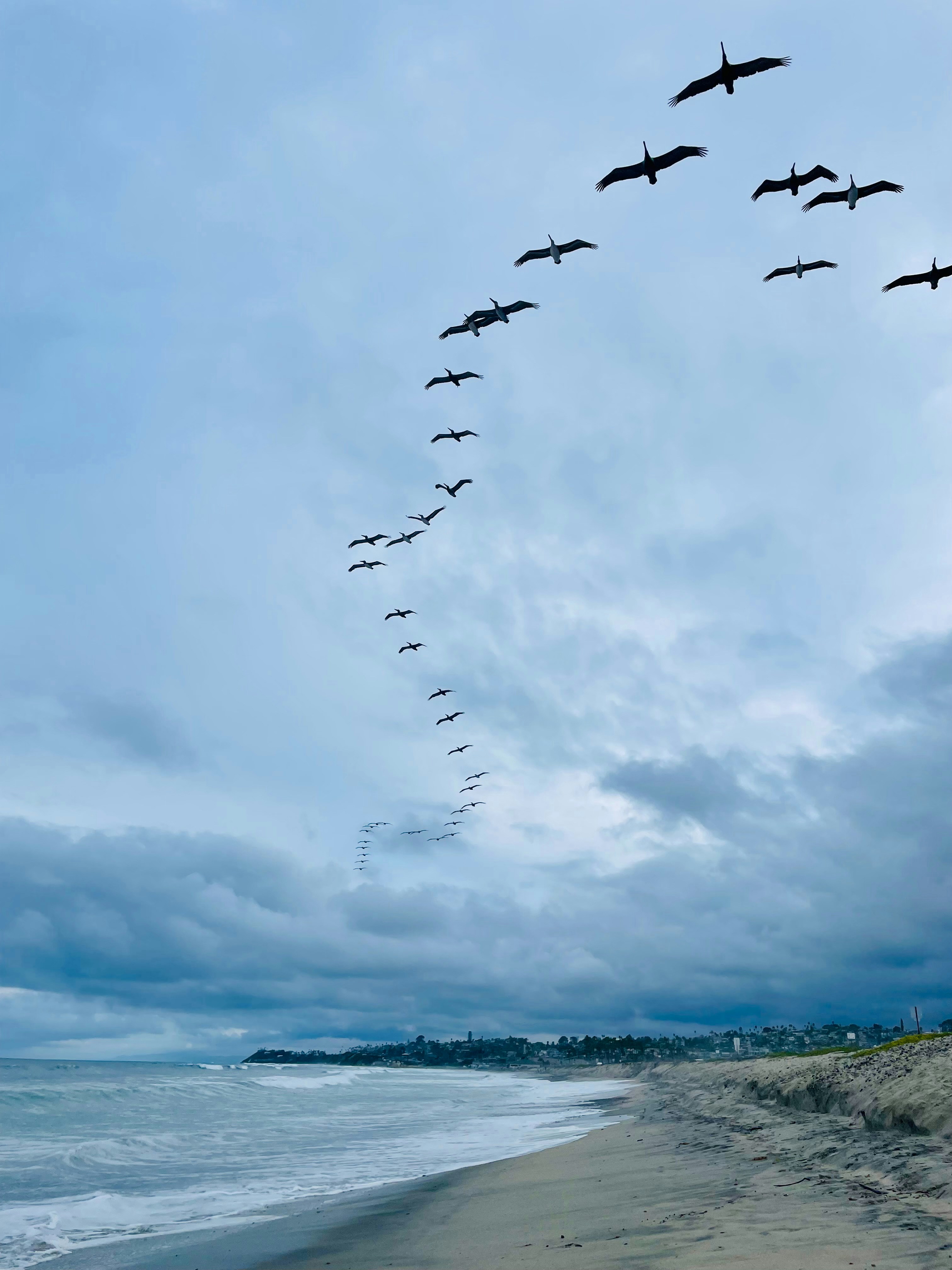 Crescent of Wings: A flock traces a V over a windswept shoreline