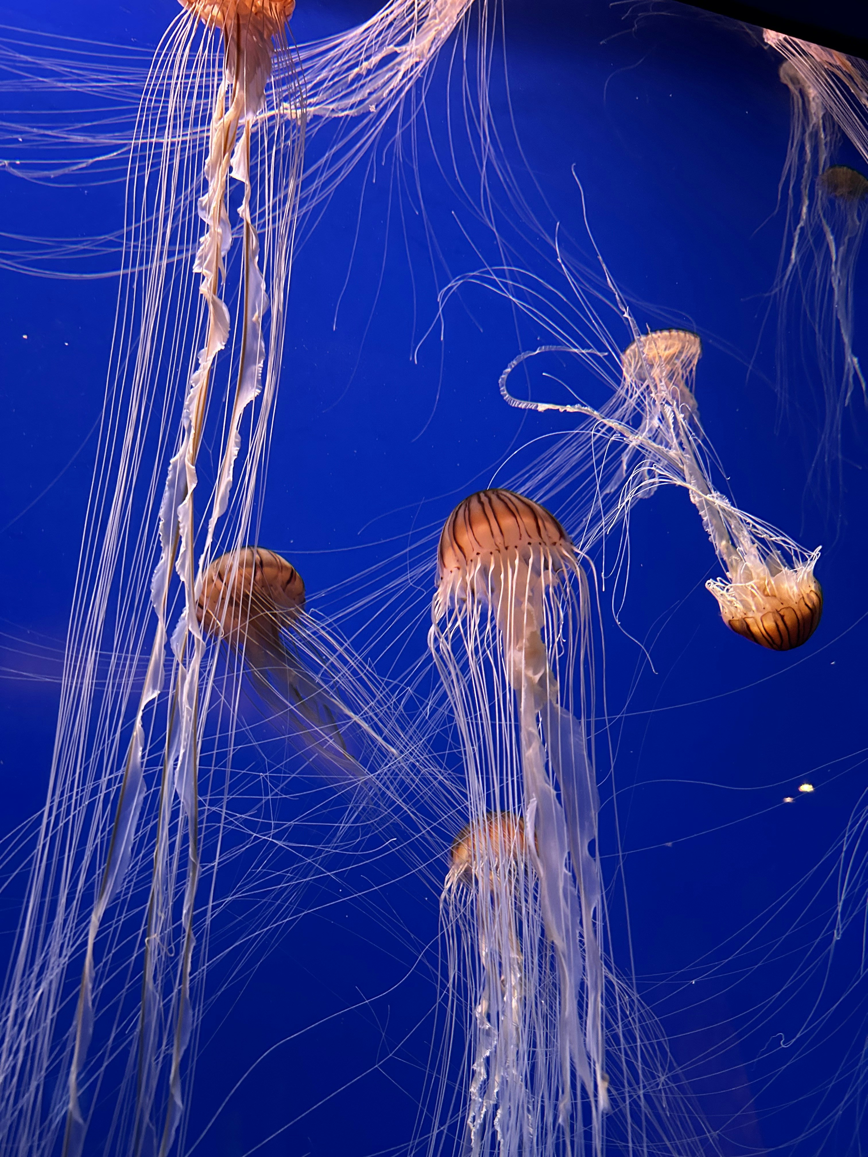 Graceful jellyfish drifting through a deep blue aquarium backdrop, showcasing their delicate tentacles. Their ethereal movement creates a mesmerizing underwater ballet.
