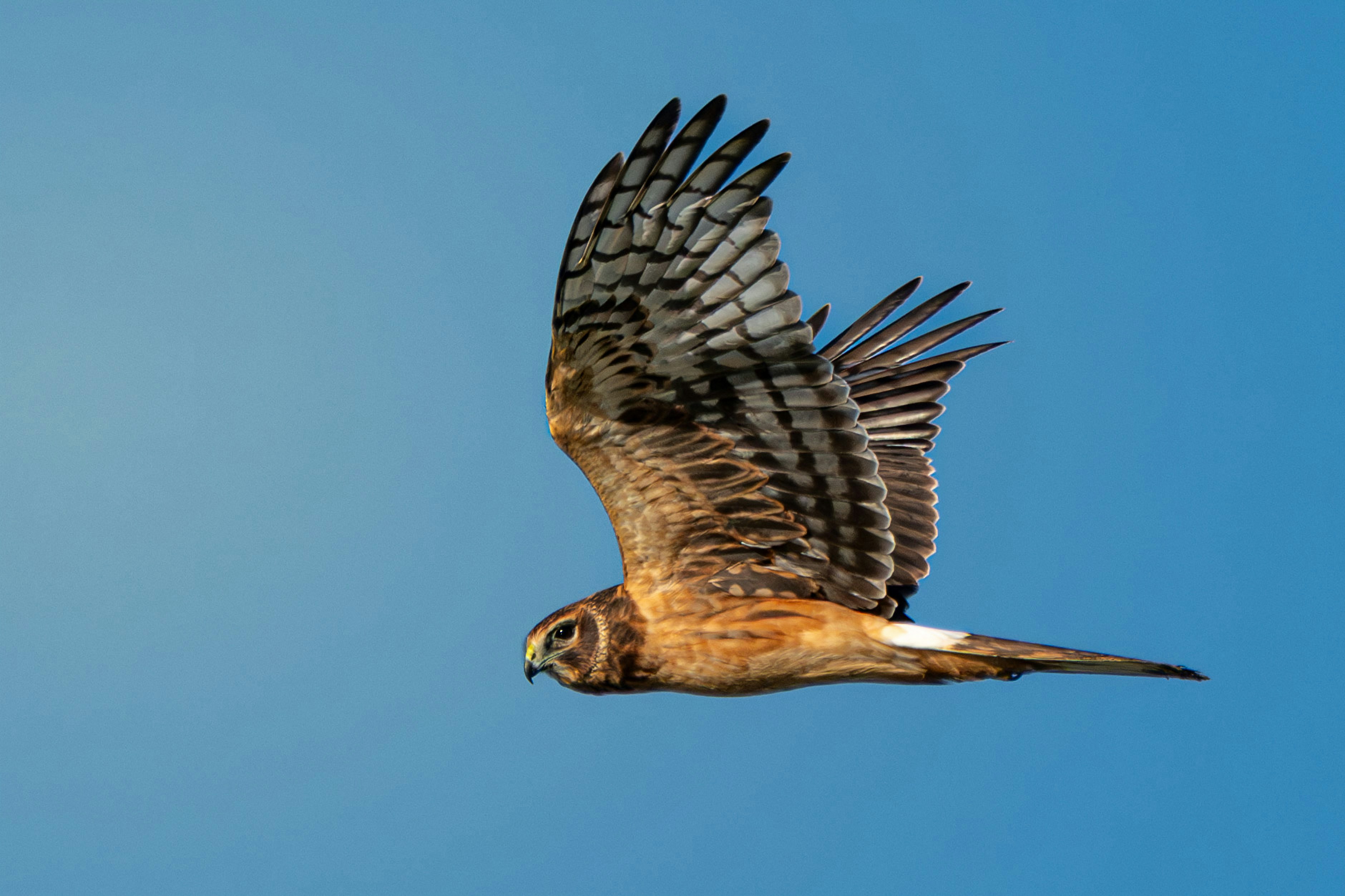 A large bird flying through a blue sky photo – Free Animal Image on ...