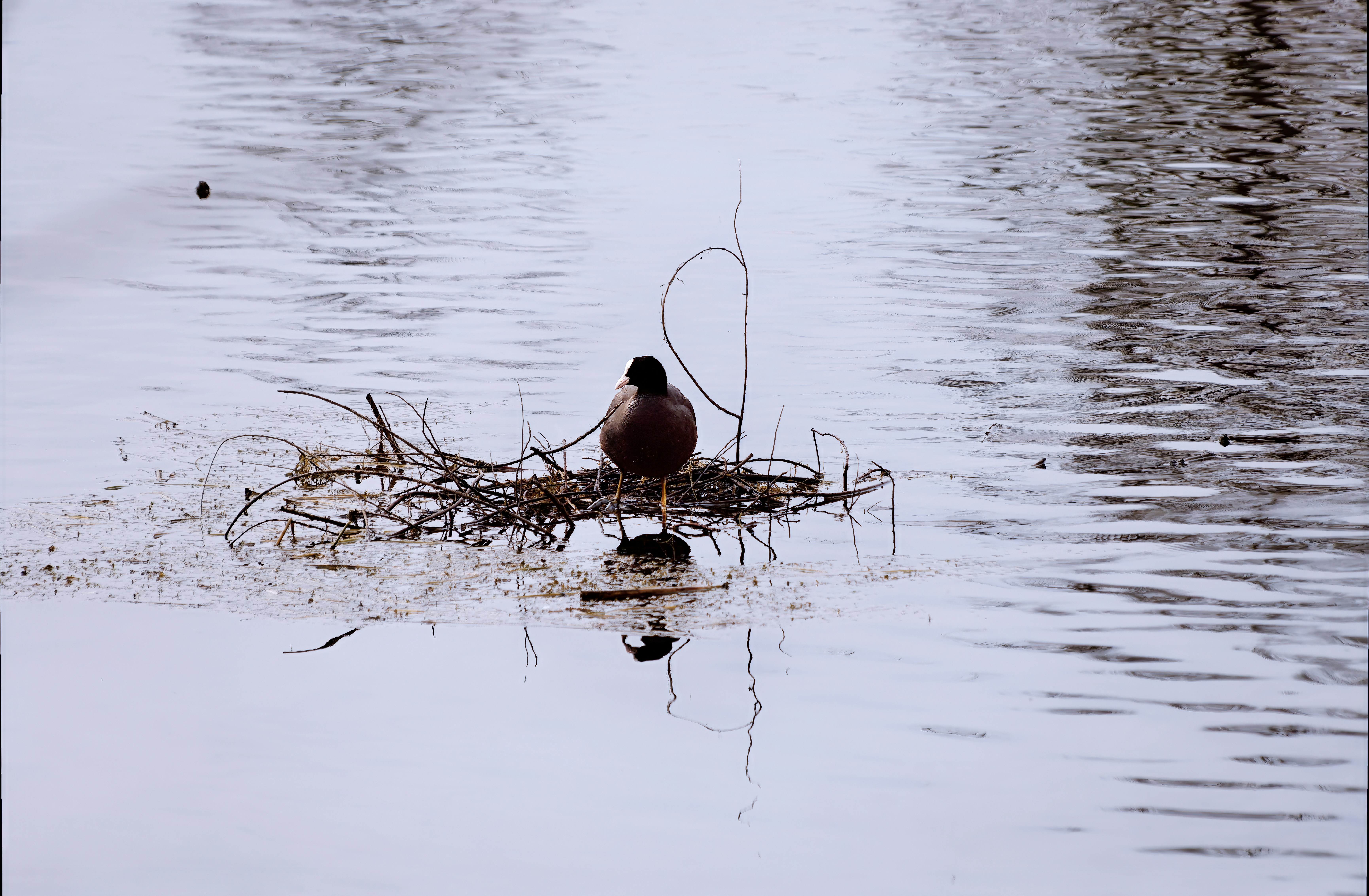 Mirror Lake Refuge: A lone waterbird on a reed nest in calm waters