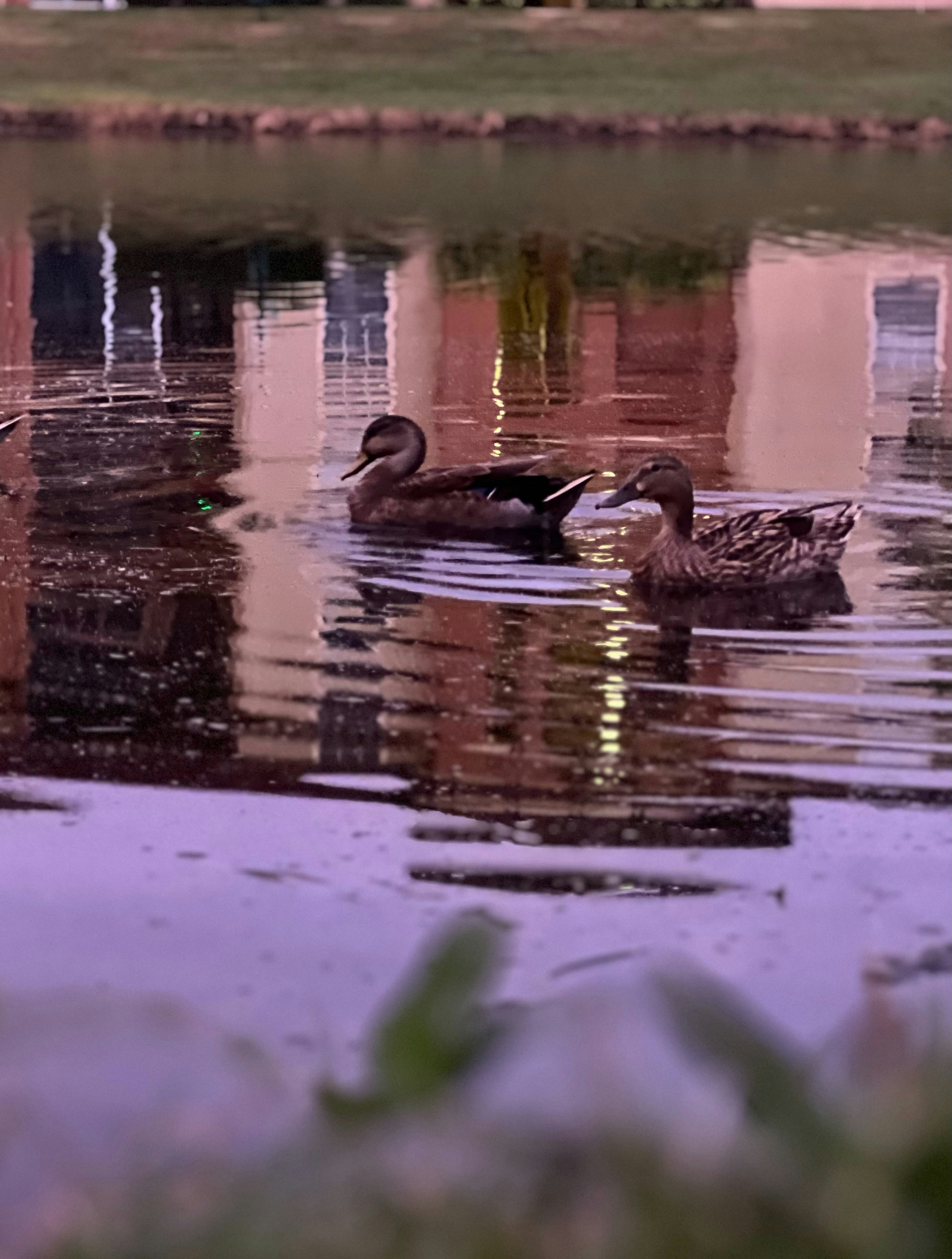 Ducks are floating peacefully in a pond. photo – Free Animal Image on ...