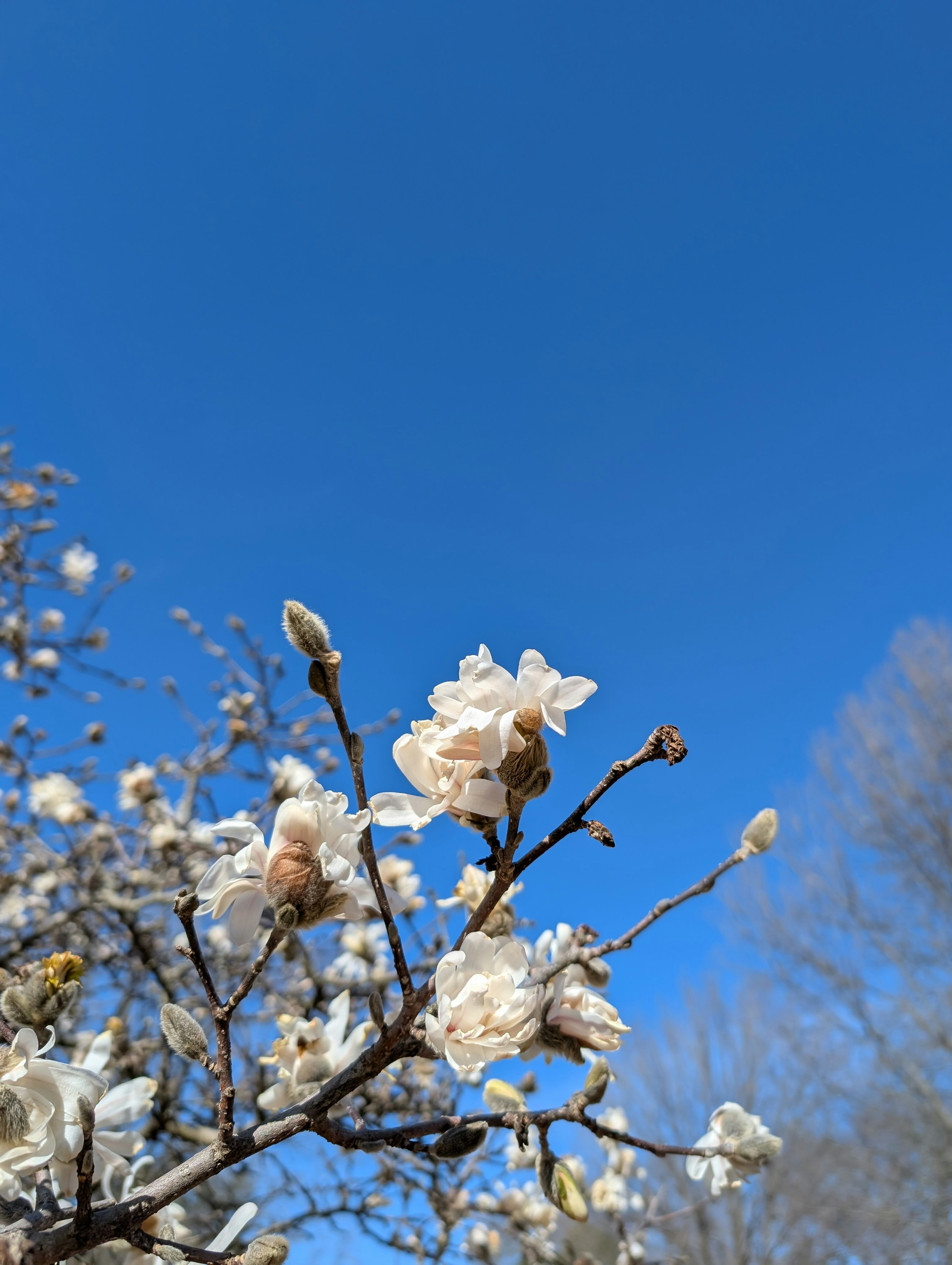 Spring Sky Pictures | Download Free Images on Unsplash