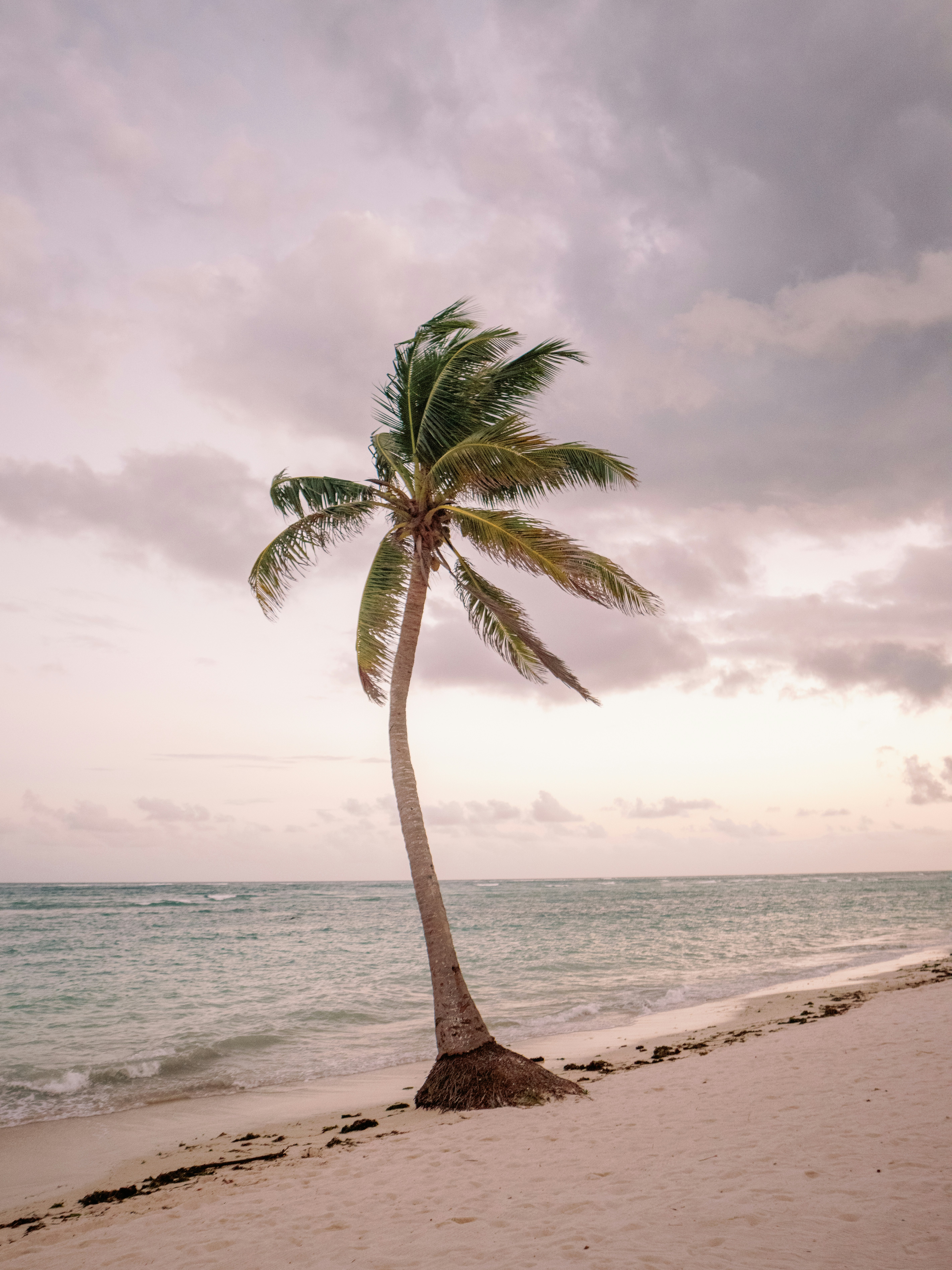 A palm tree on a beach with the ocean in the background photo – Free ...