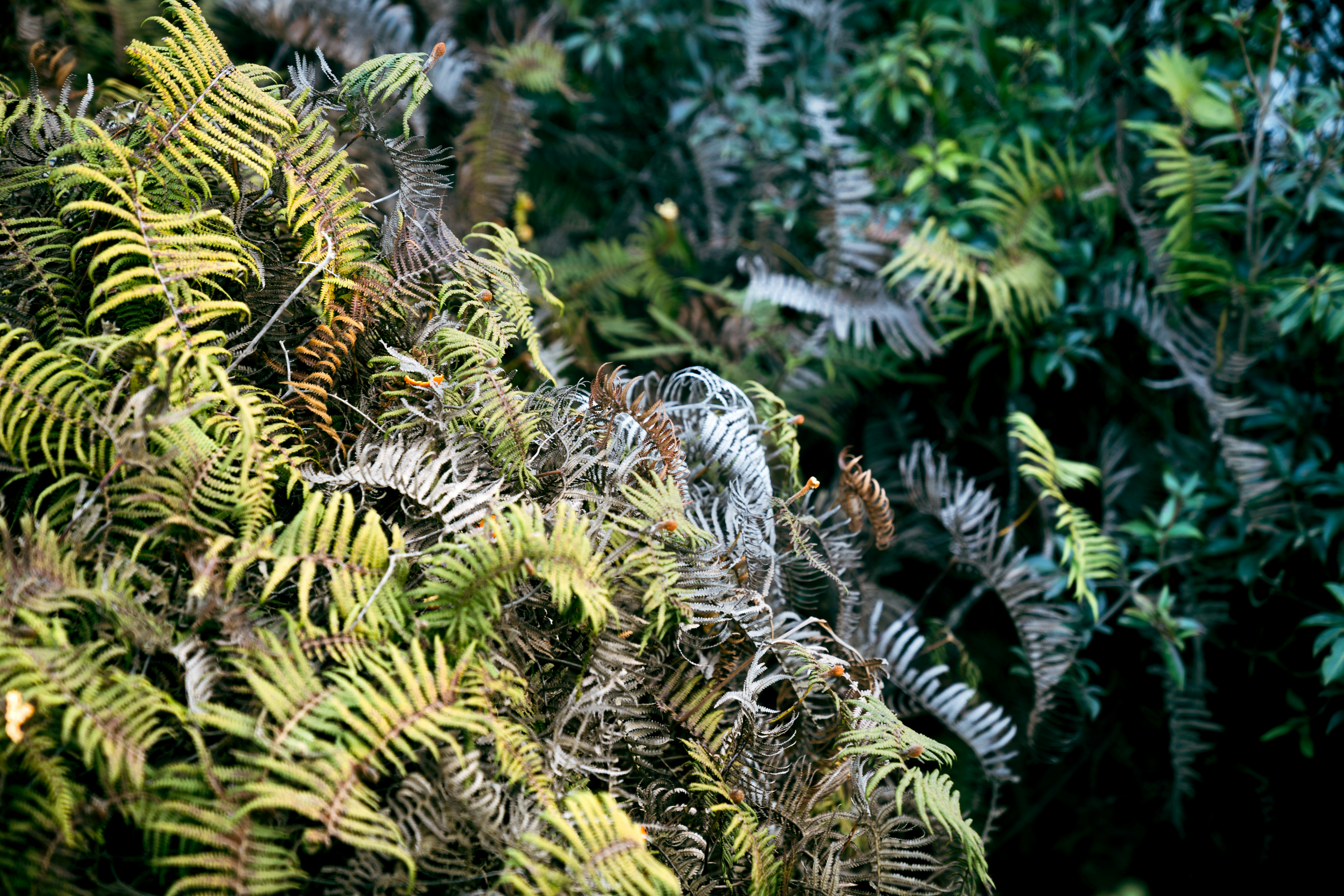 Intertwined ferns display a contrast of vibrant greens and muted browns in a lush forest setting.
