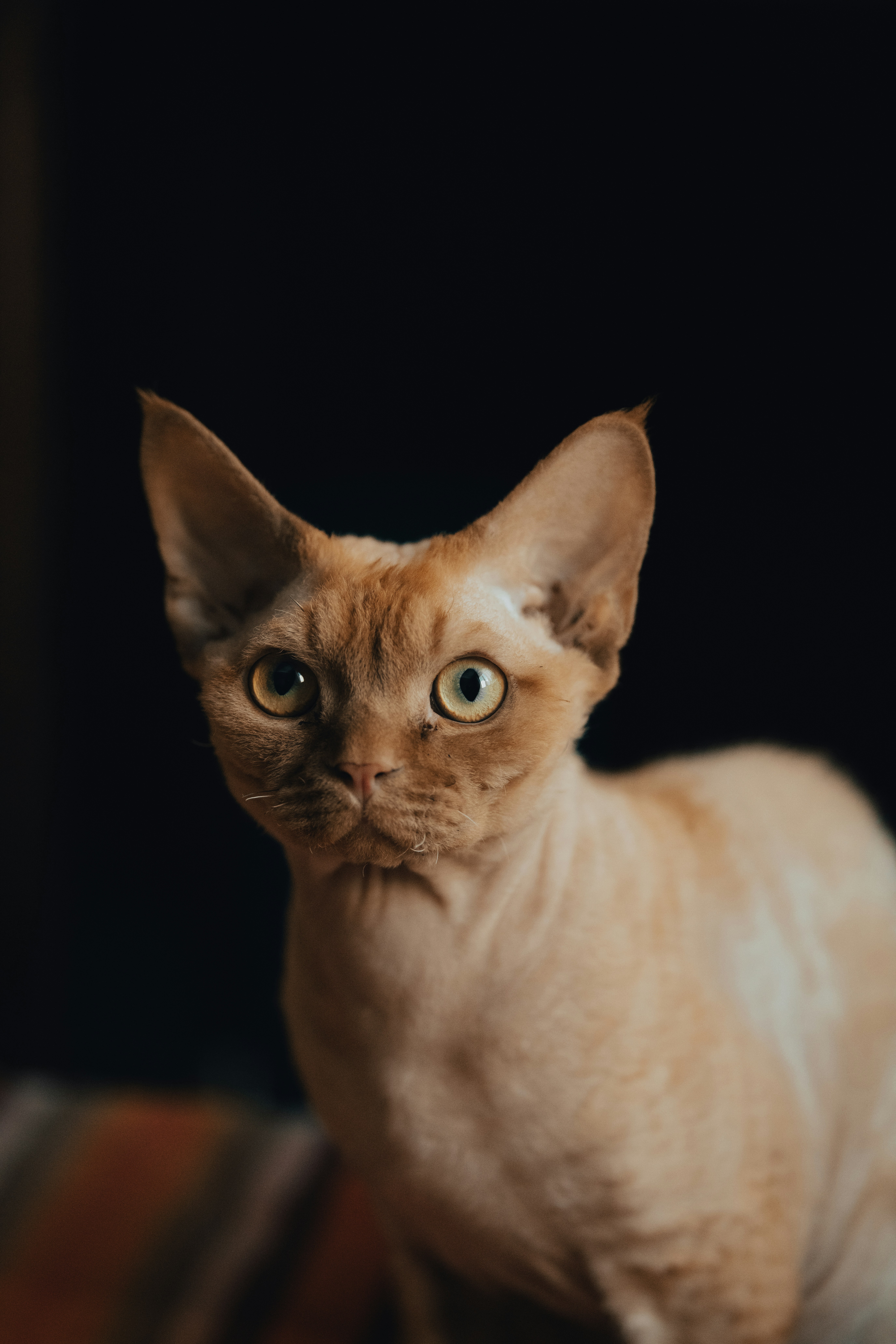 Amber Gaze Amid Velvet Darkness