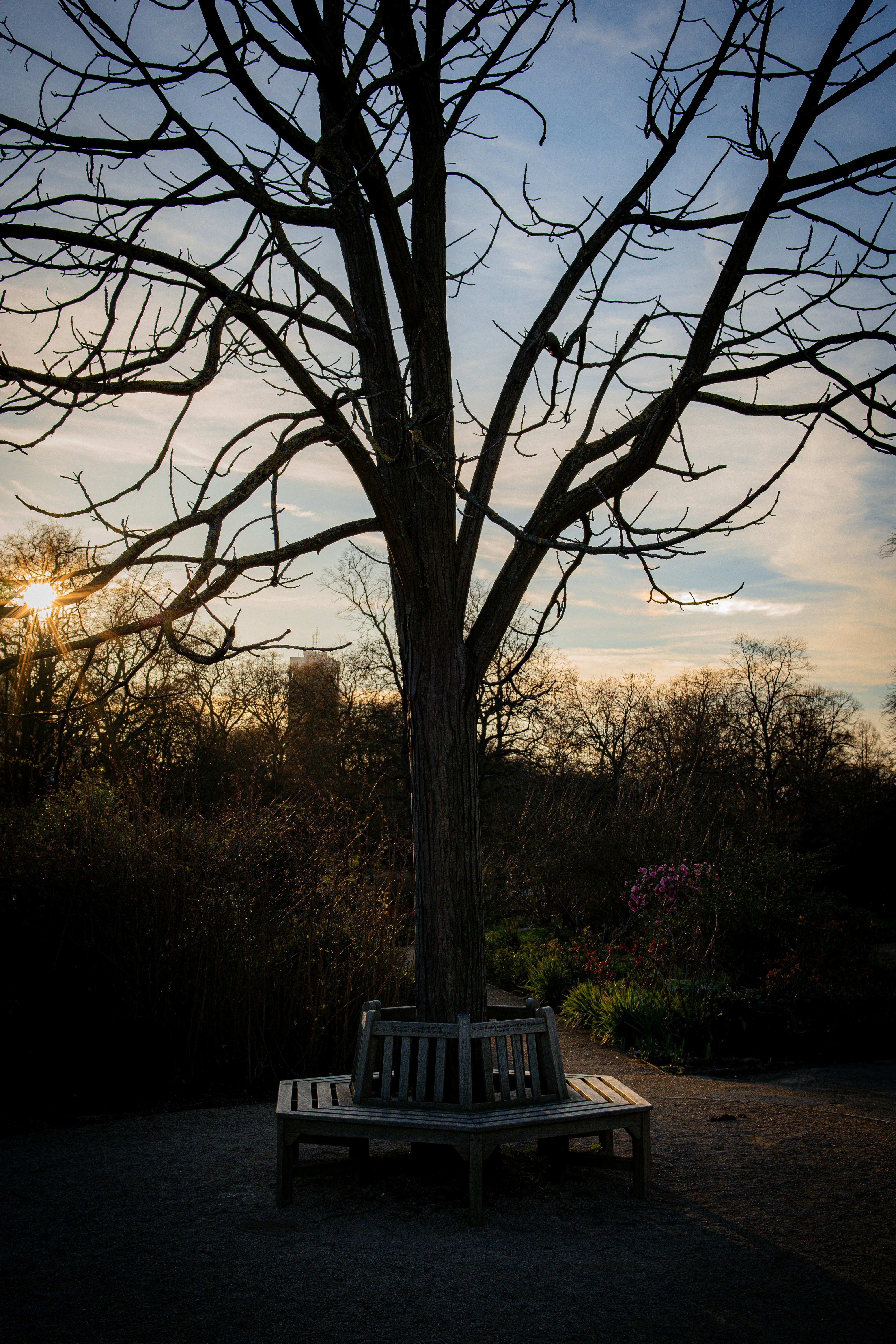 Sunlit Gnarled Tree Overlooking a Quiet Garden Bench