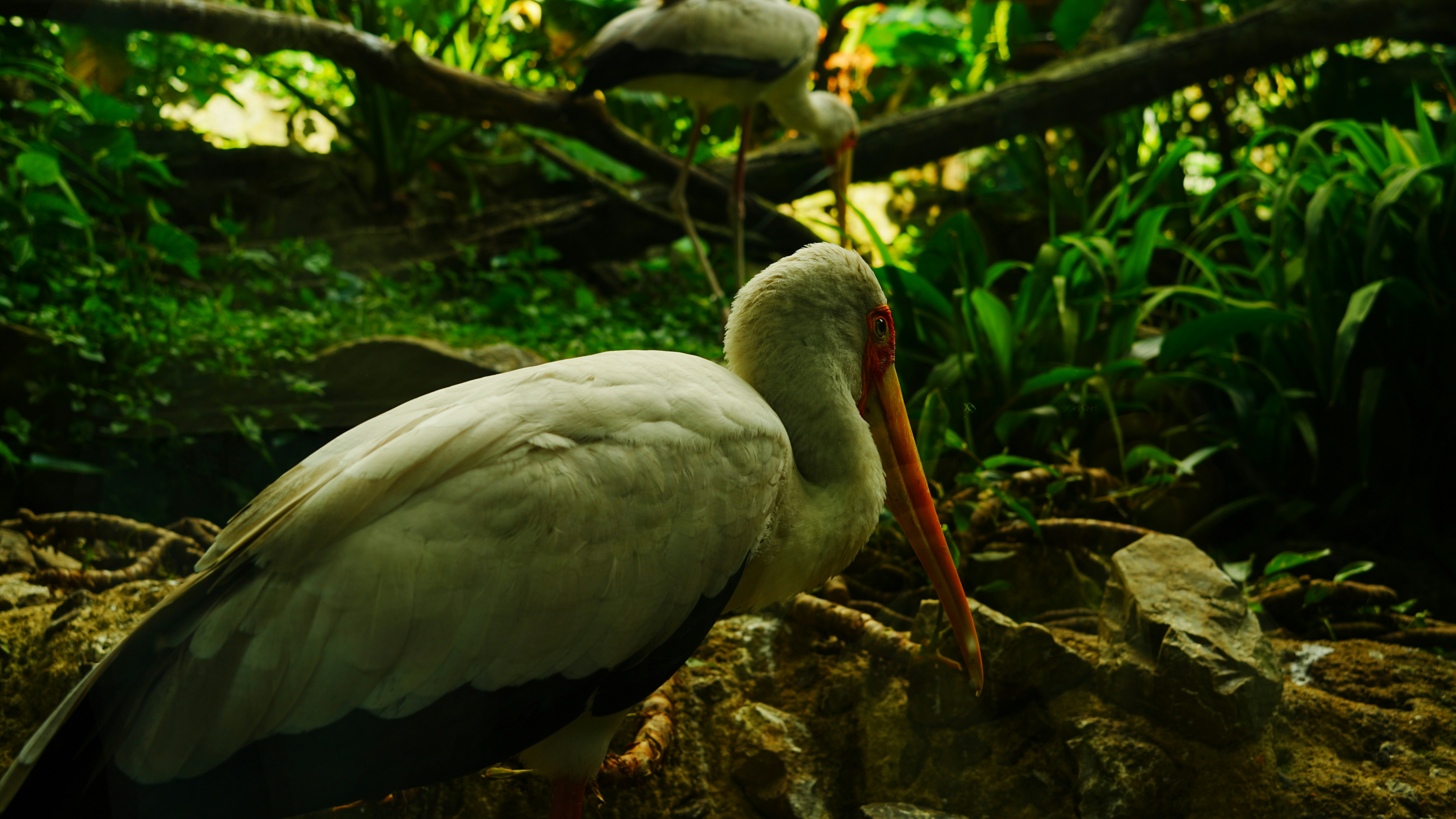 Serenity Among the Canopy