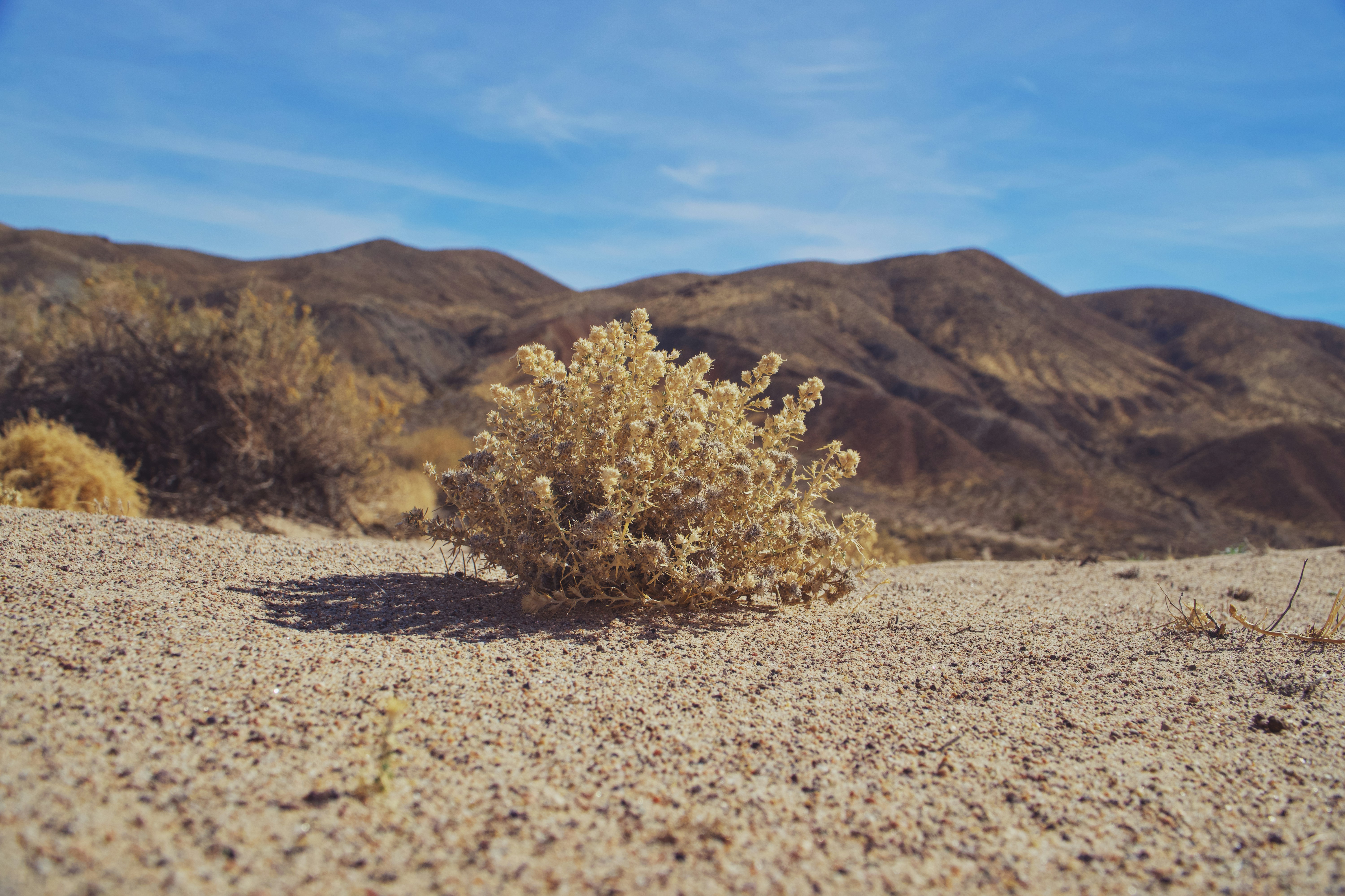 Lone Desert Shrub: Quiet Drama at the Basin's Edge