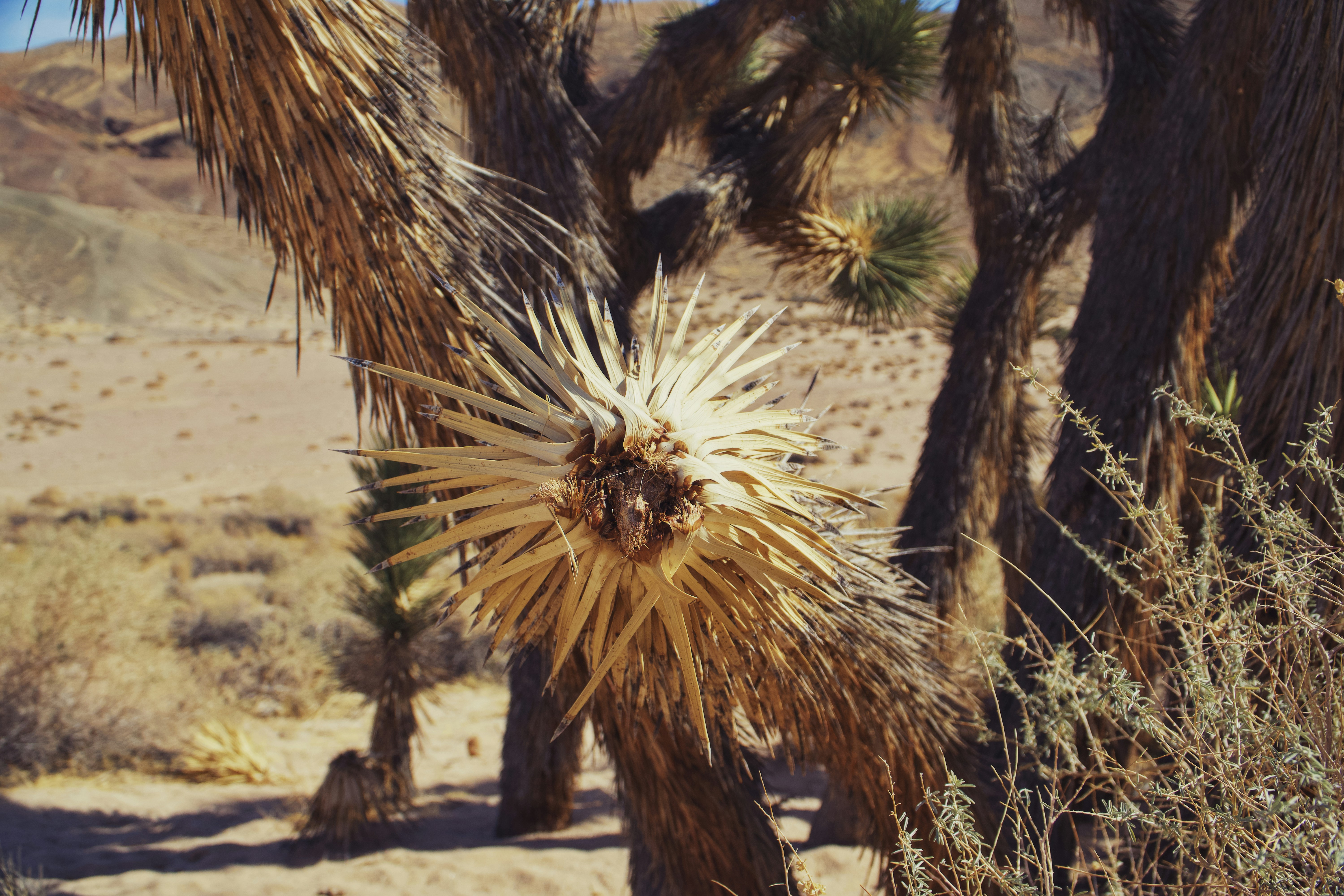 Desert Flora's Fiery Crown