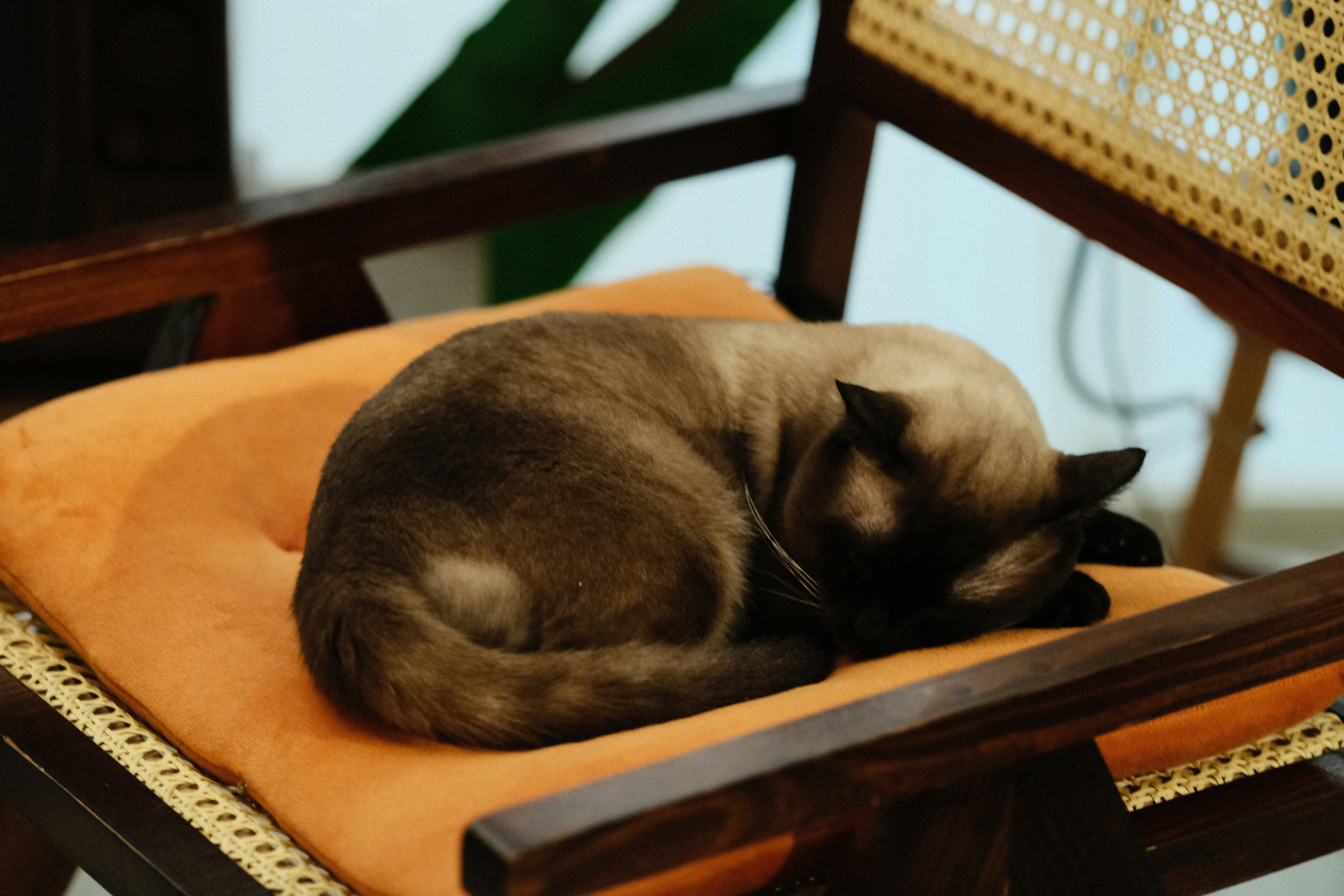 Amber Nap on a Caned Armchair