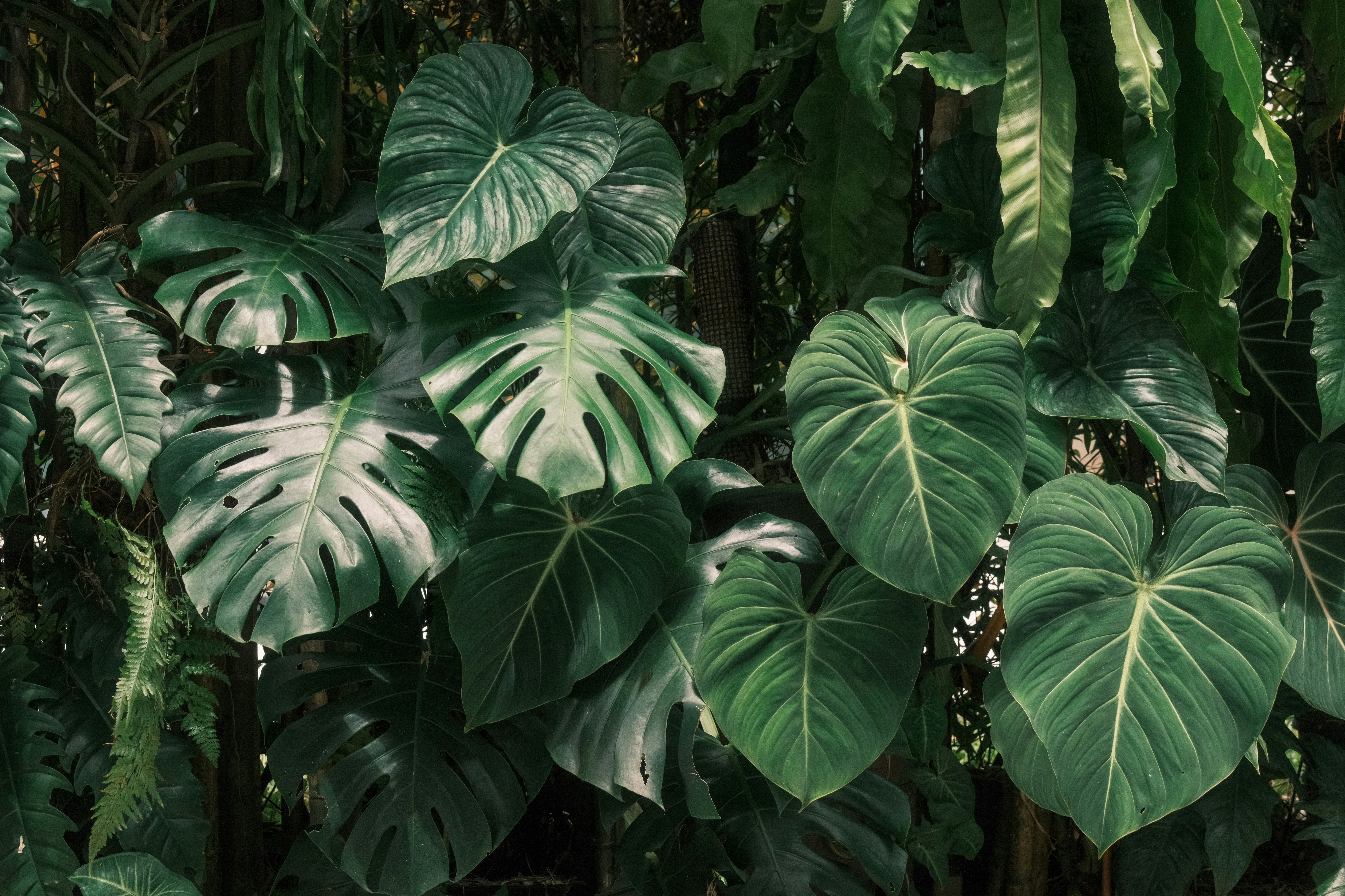 Variety of philodendron leaves in dappled sunlight, highlighting their rich green textures.