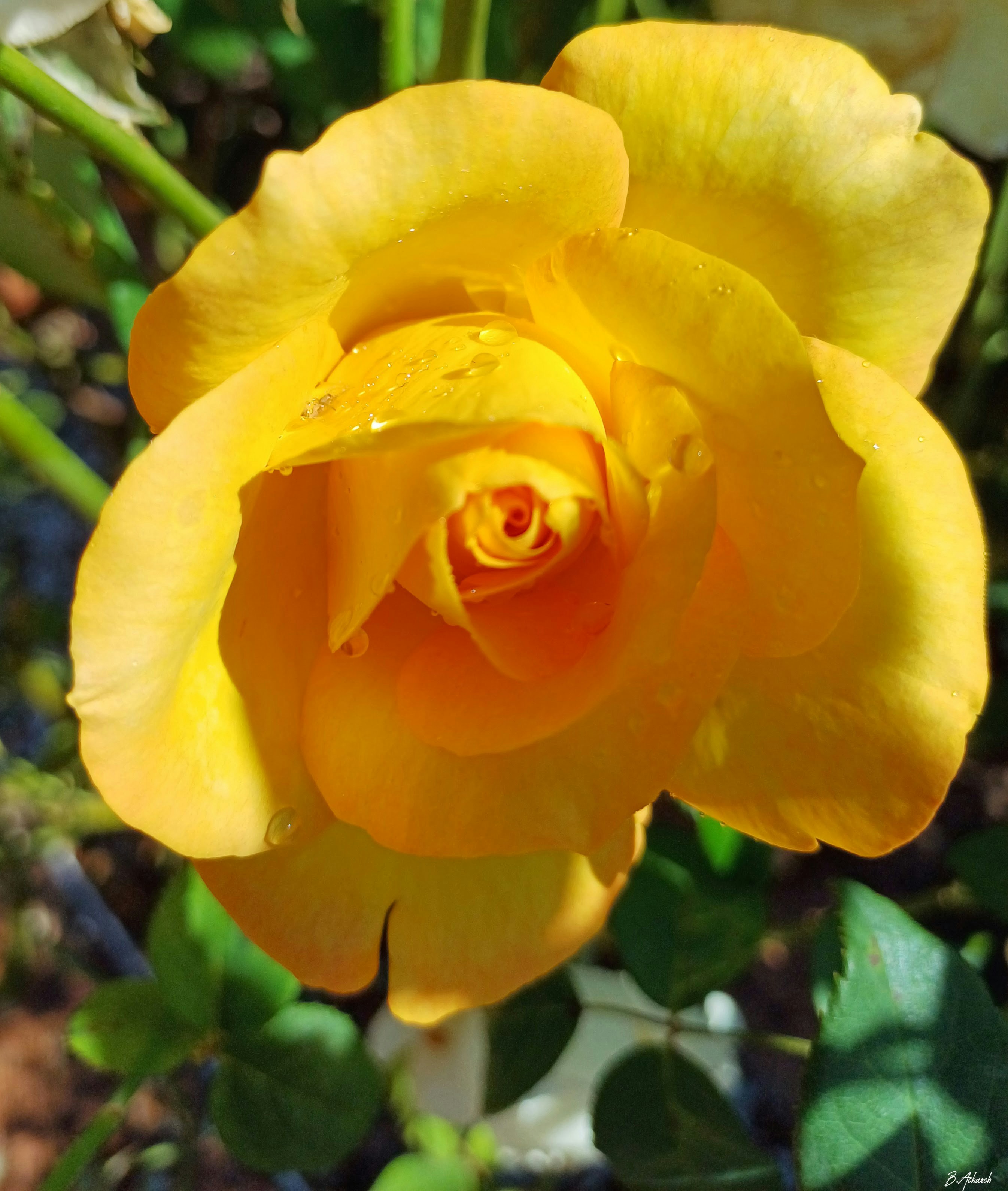 Photo by Brett Achurch with Samsung Galaxy A34