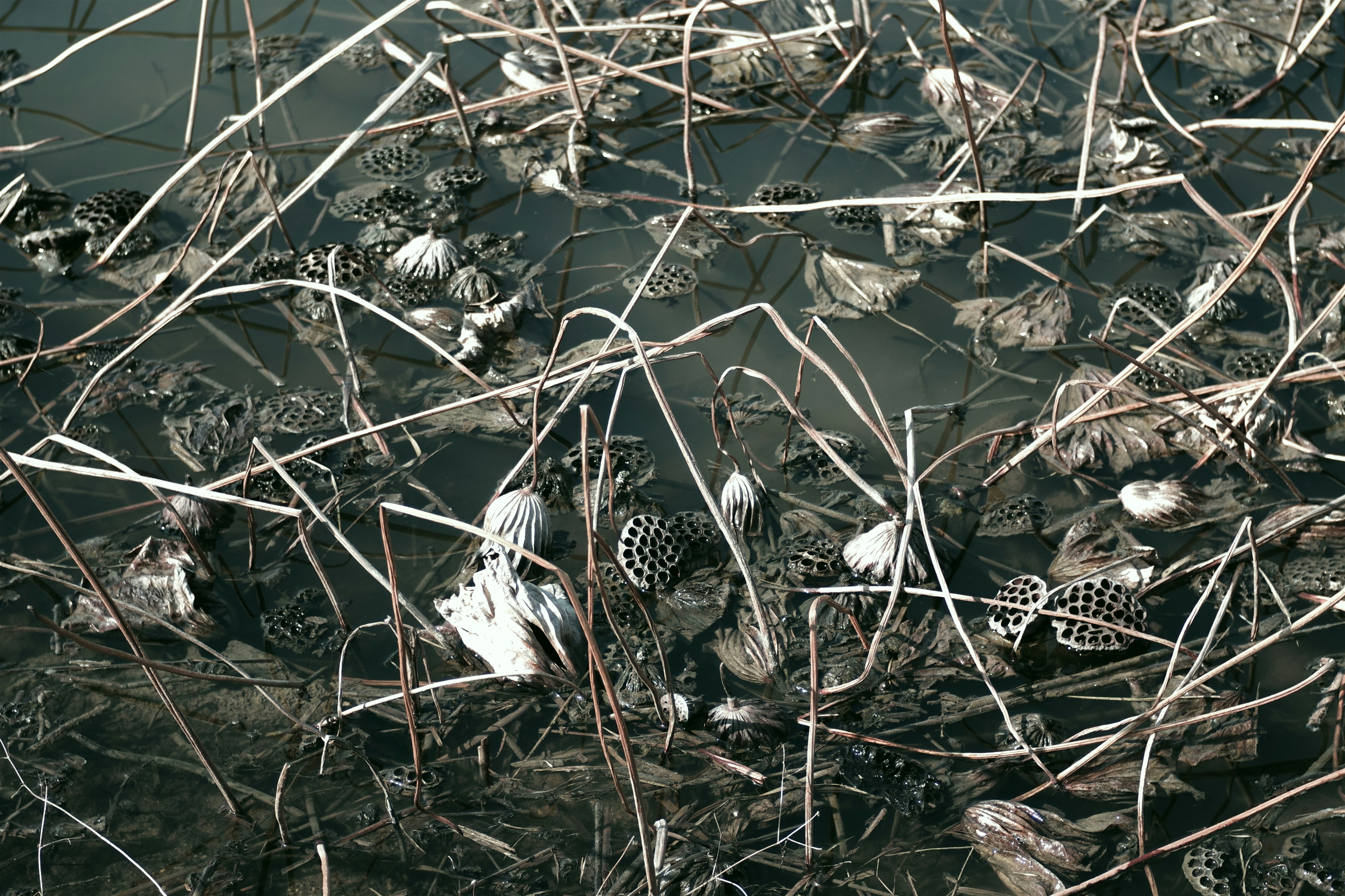 Desaturated Lattice: Lotus Pods and Reeds in a Quiet Pond