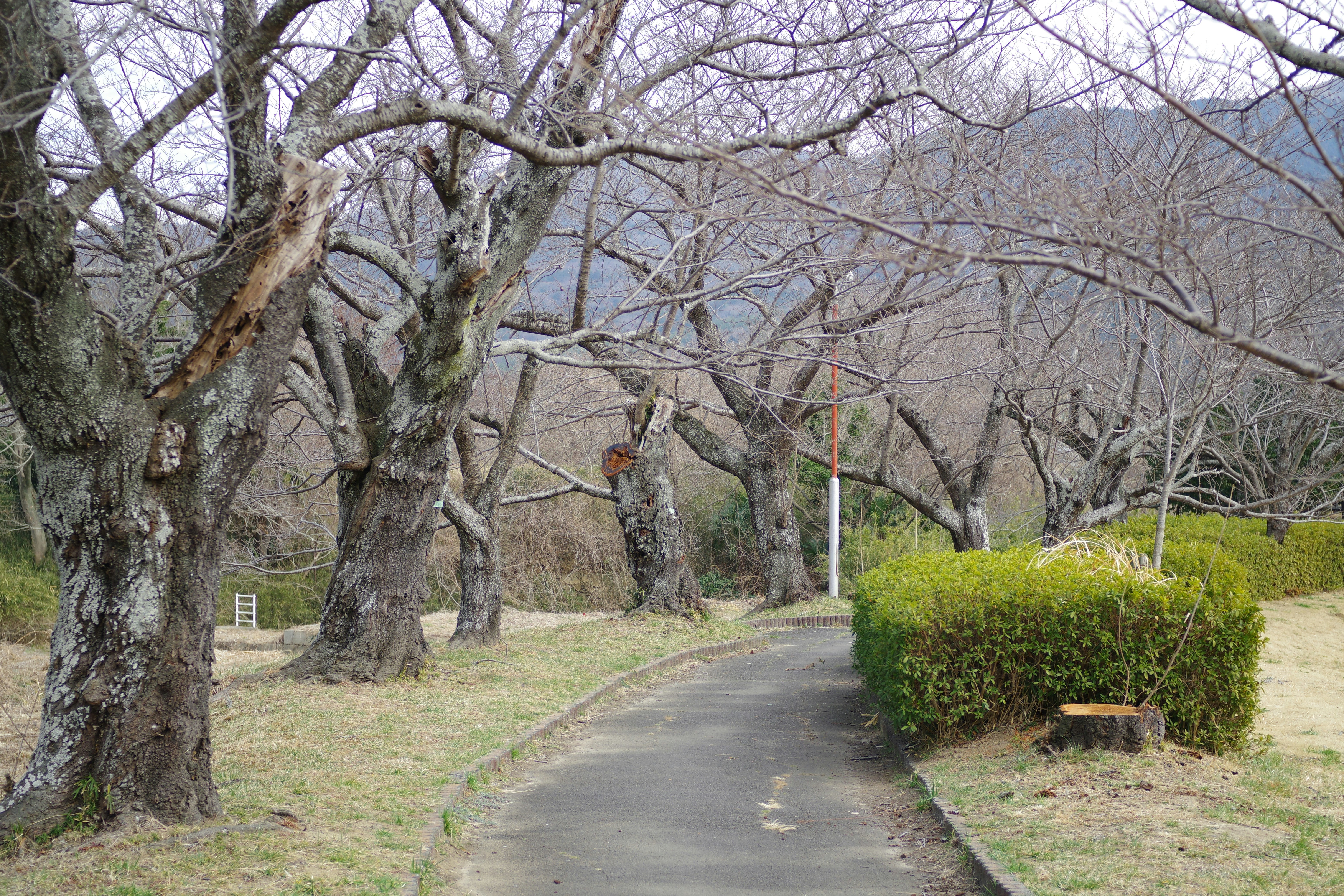 Leafless trees arch over a narrow path in a tranquil park setting.