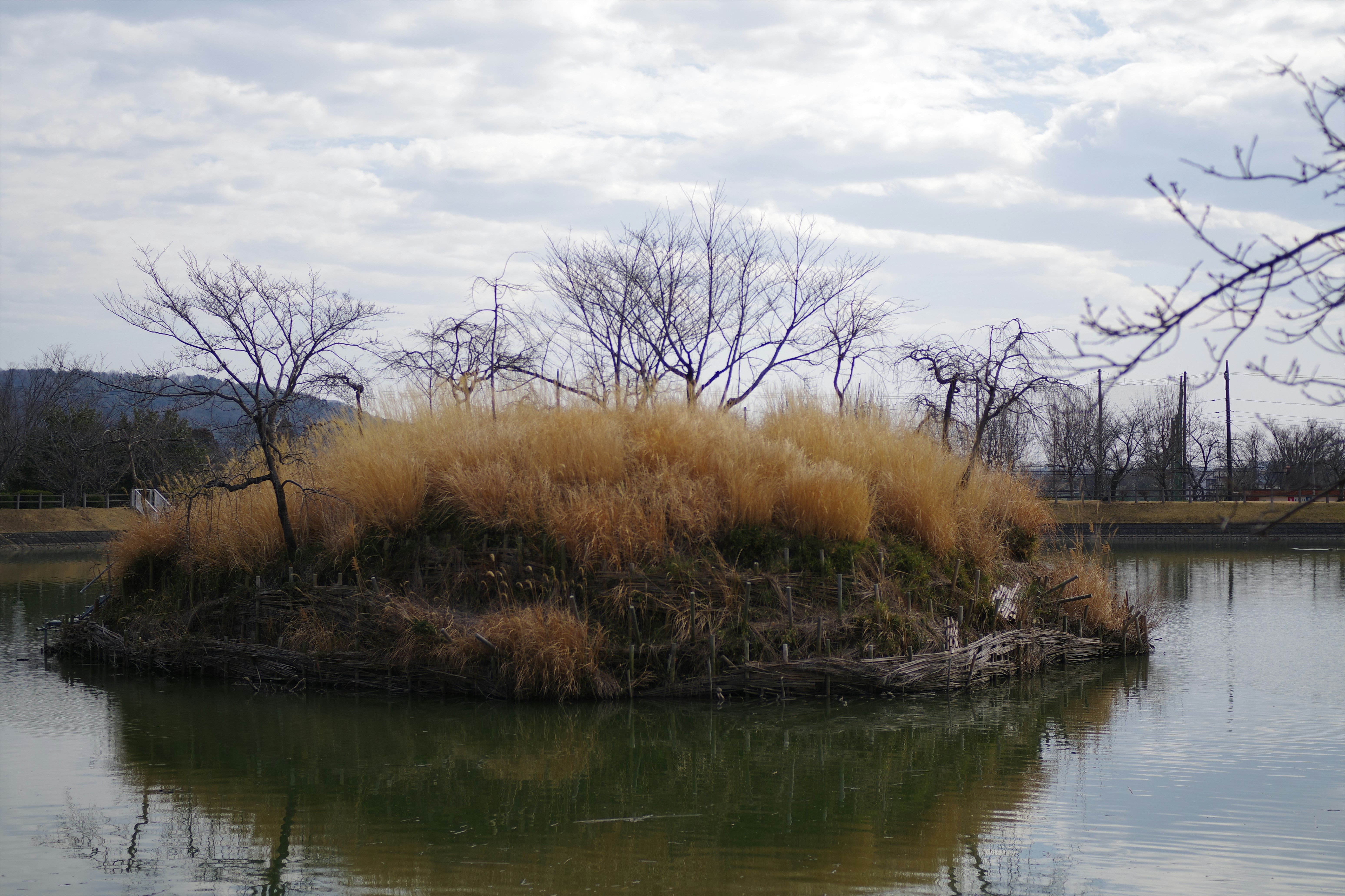 Isle of Amber Grasses on a Still Pond