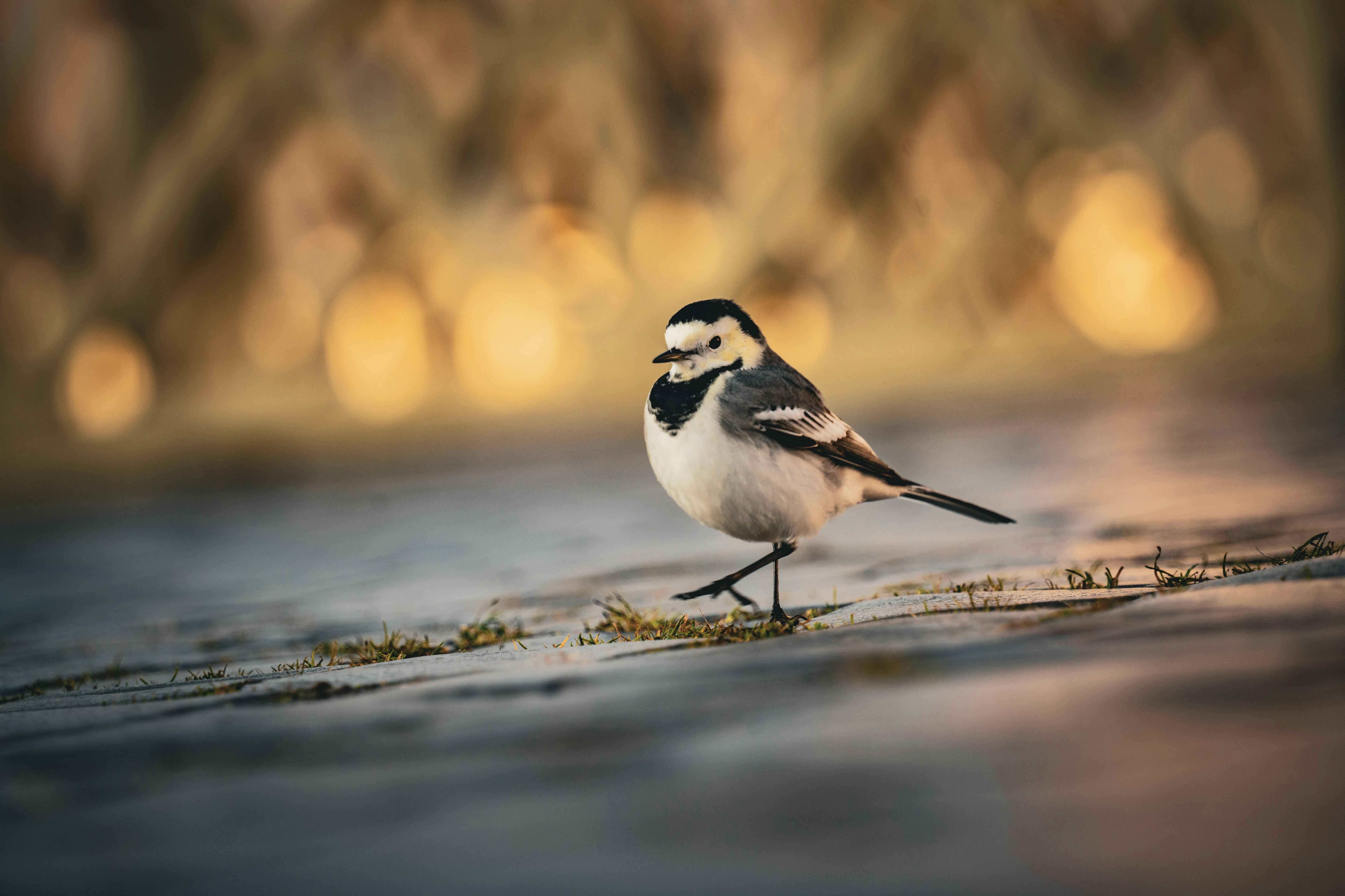 Cobblestone Stroll: A Wagtail's Journey