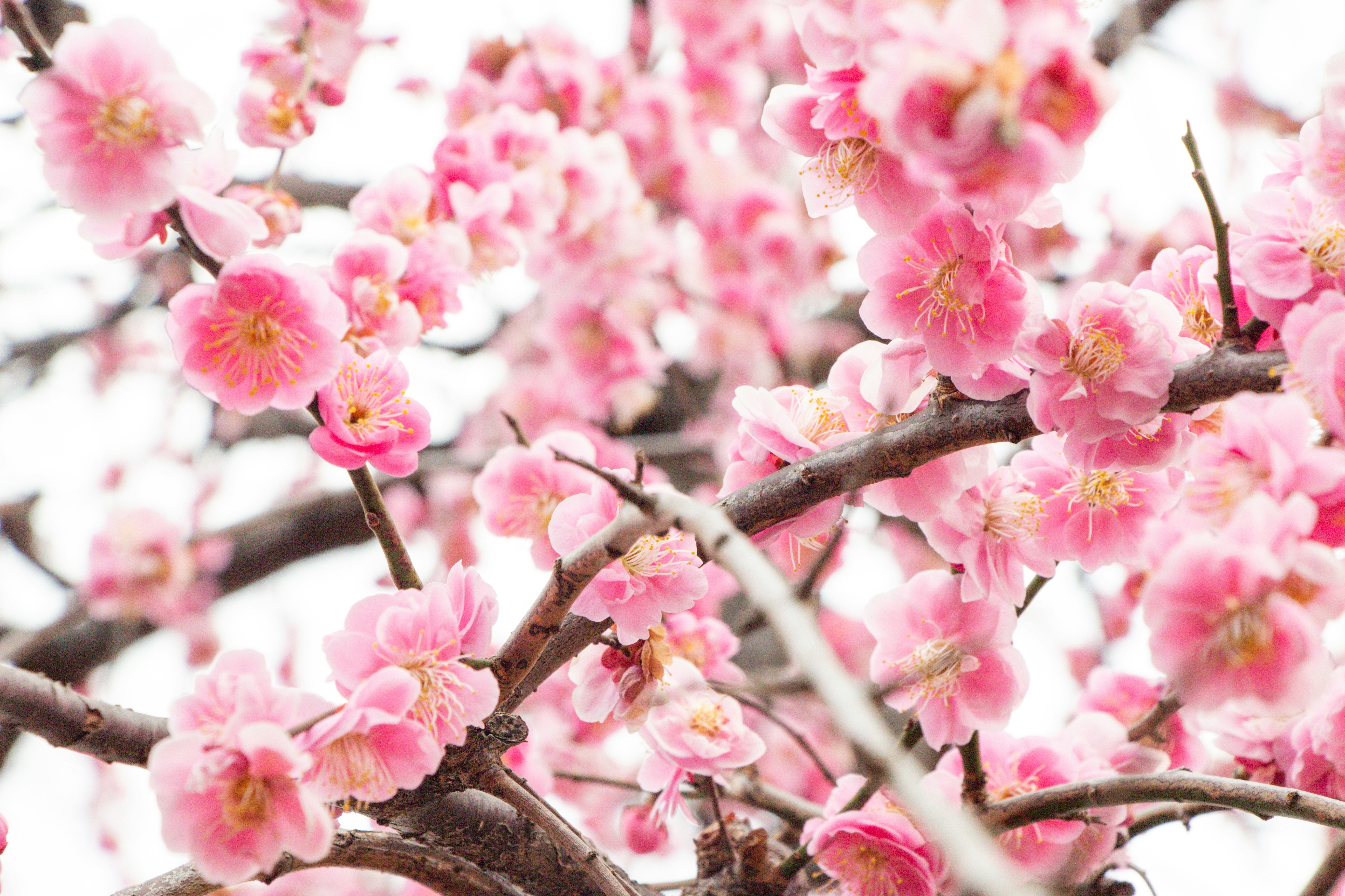 Vibrant pink Japanese apricot blossoms densely clustered on branches against a soft sky.