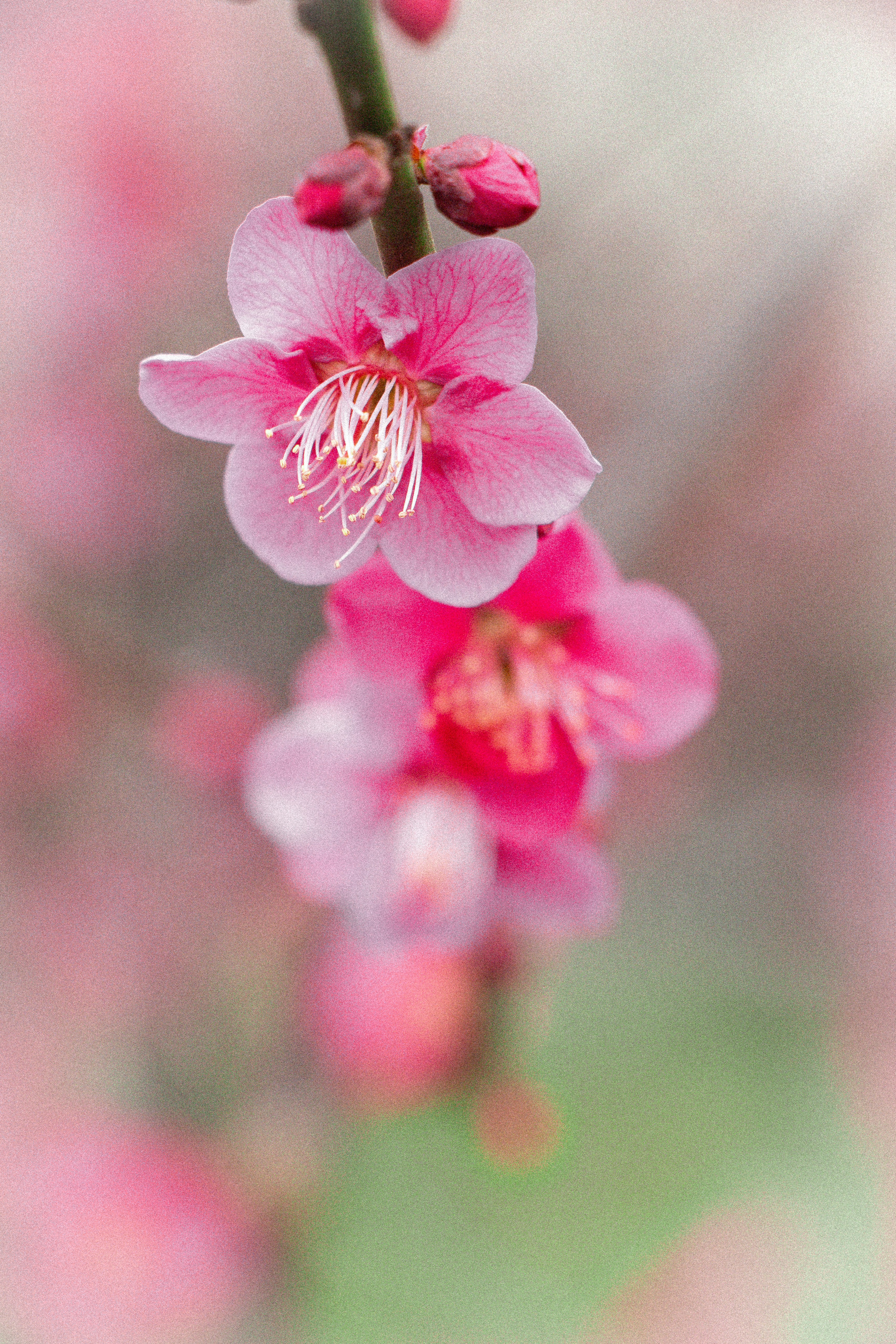 Pink Plum Blossom in Soft Focus Spring Glow